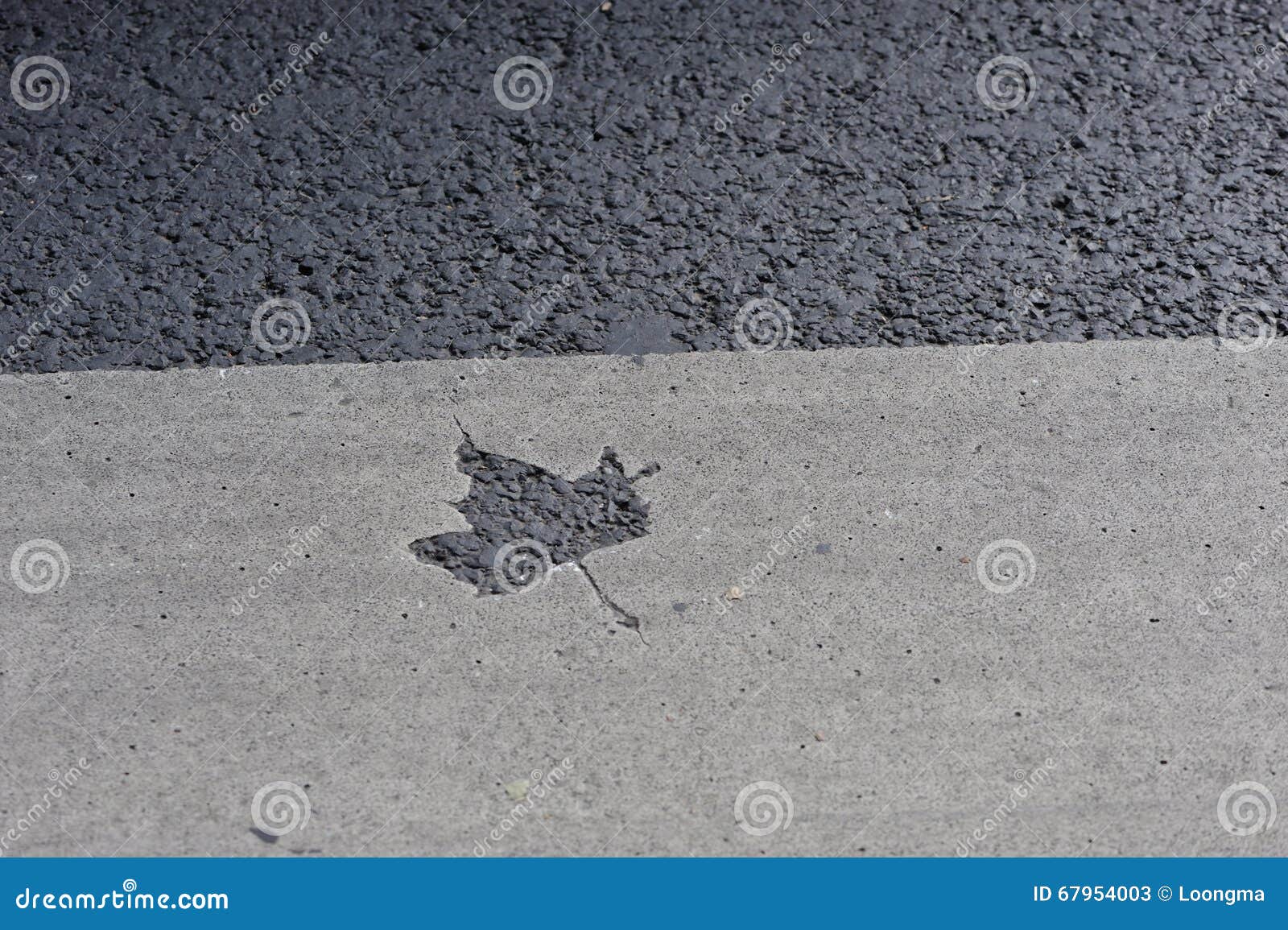 Maple leaf tracks on road stock image. Image of comparison - 67954003
