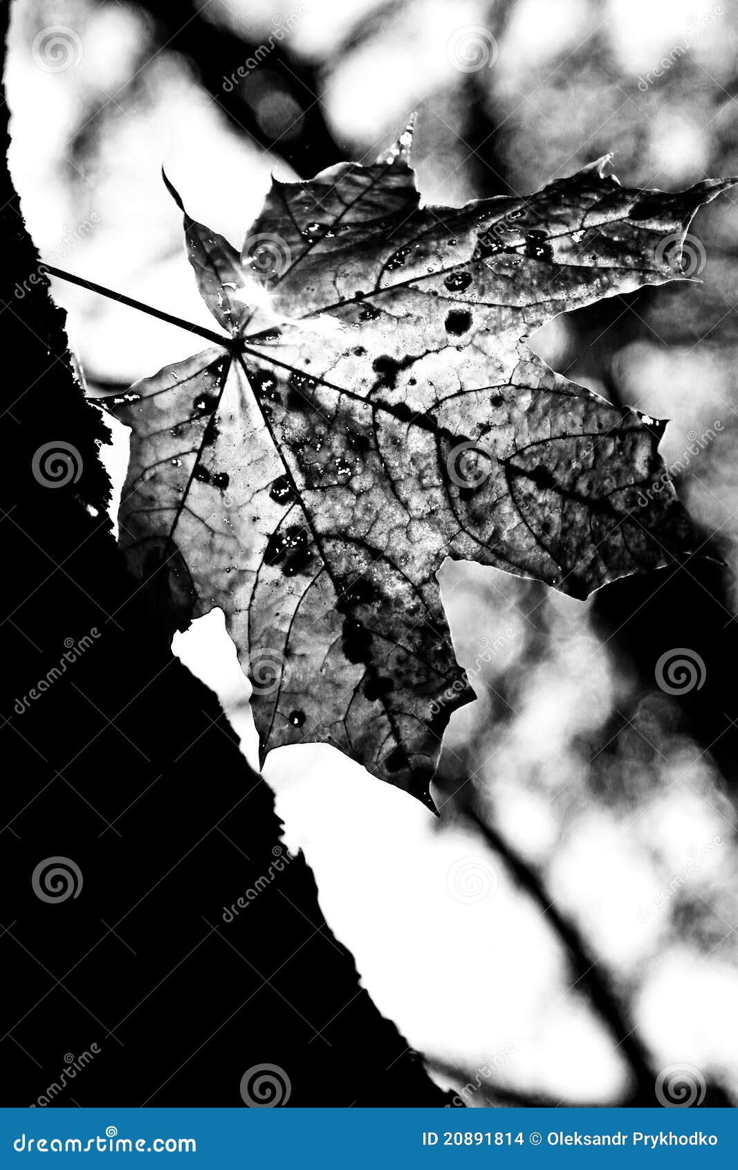 Maple Leaf on a Tree (infrared Filter) Stock Photo - Image of macro ...