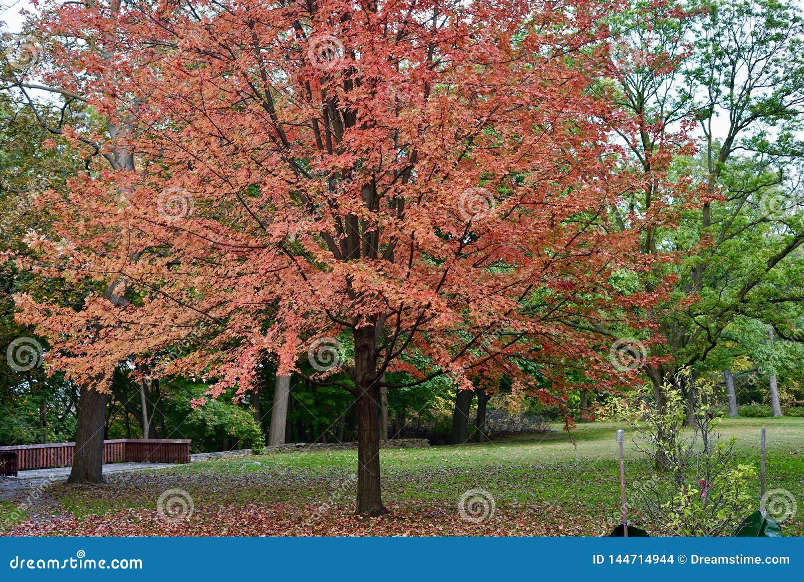 A Nice View of a Maple Tree Stock Photo - Image of color, fall: 144714944