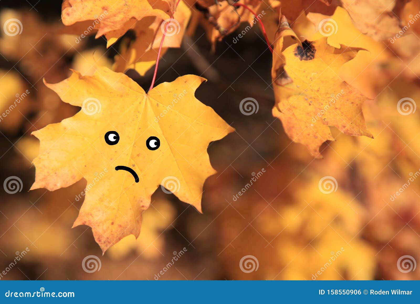Maple Leaf on the Tree with Sad Muzzle Expression Stock Photo - Image ...