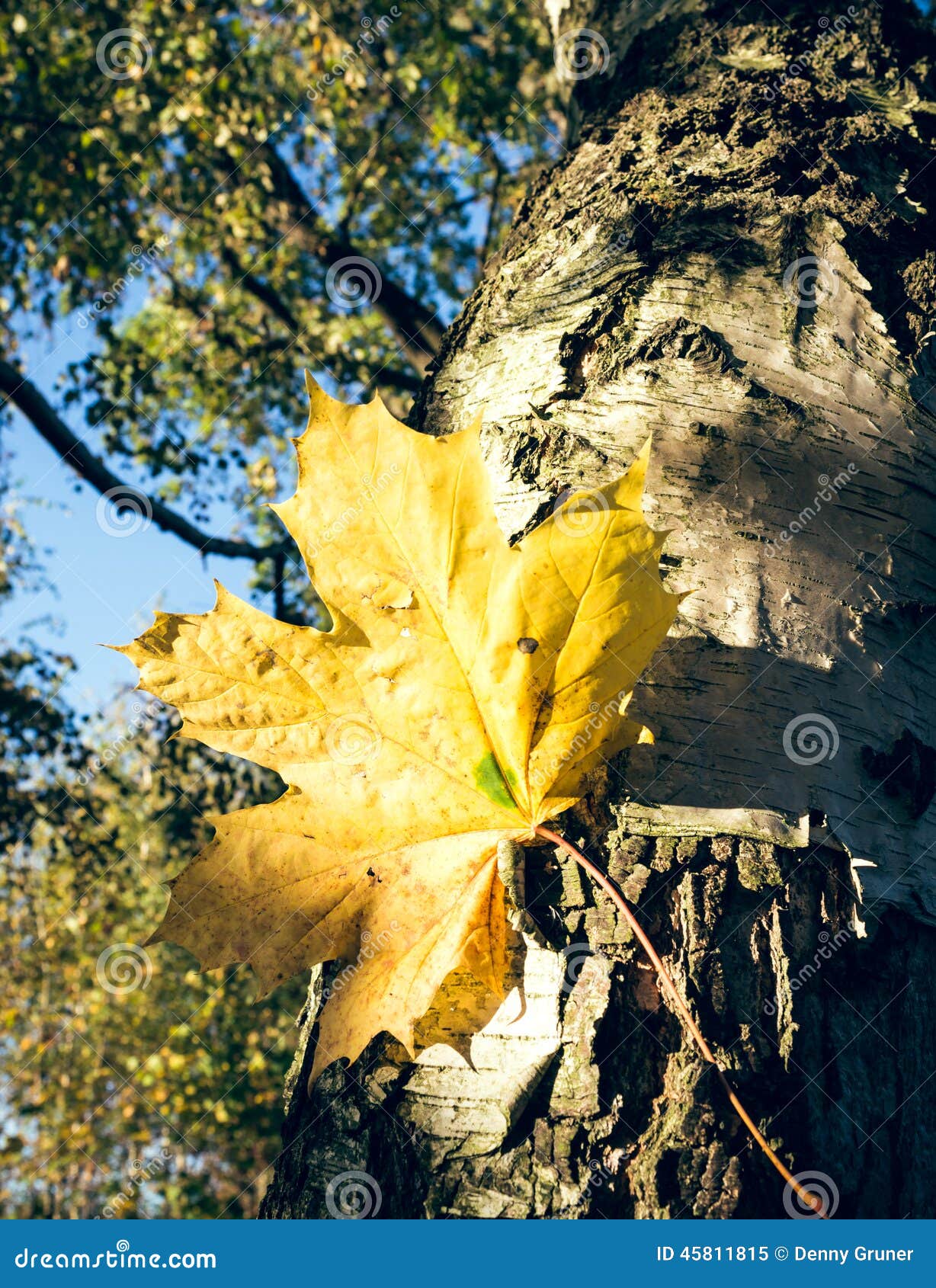 Maple leaf on the tree stock image. Image of nature, contrast - 45811815