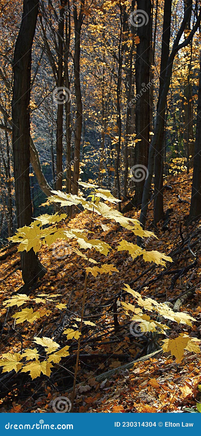 A Maple Leaf Tree in the Valley Stock Photo - Image of lifestyles, bush ...