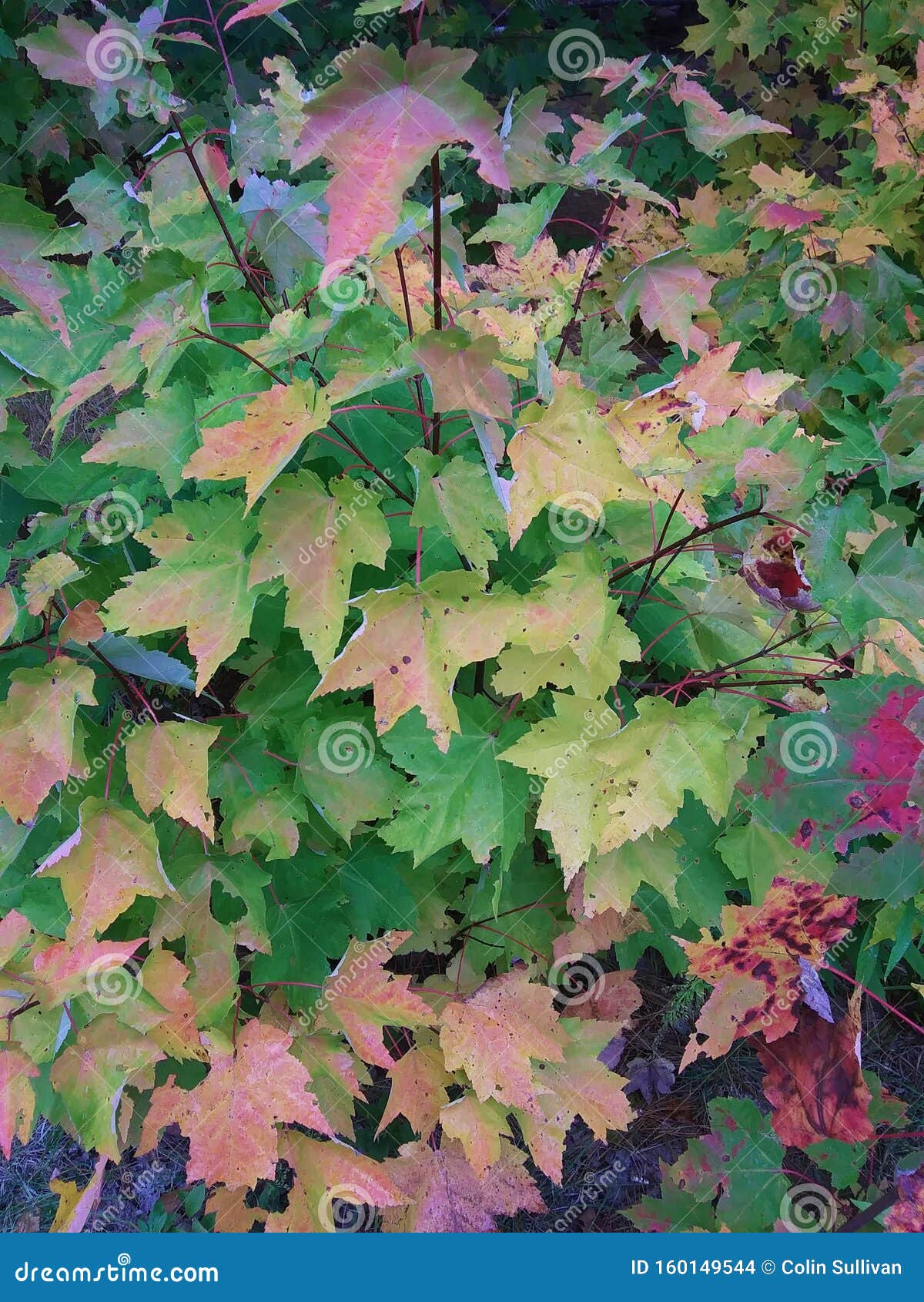 Maple Leaf Trees Fall Time Colors 3 Stock Photo - Image of leaves ...