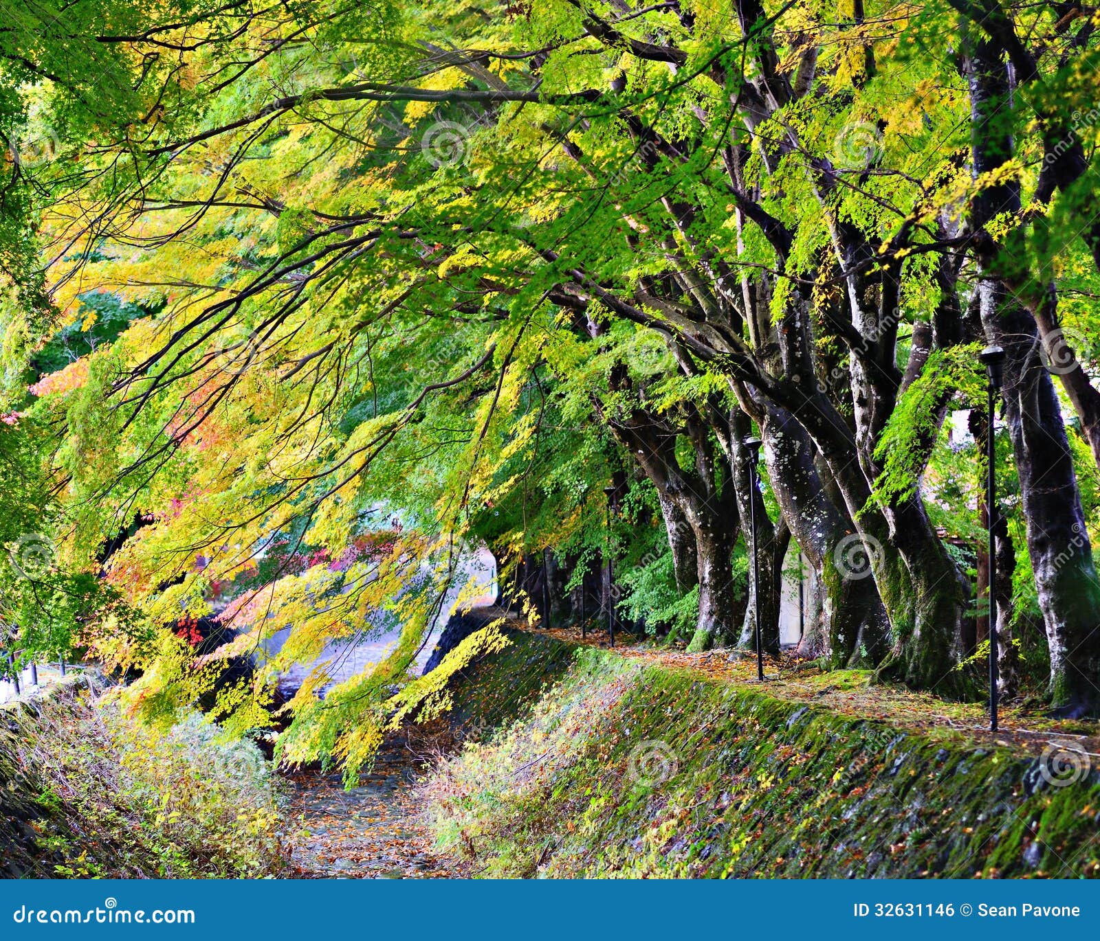 Maple Leaf Tunnel stock photo. Image of canal, leaves - 32631146