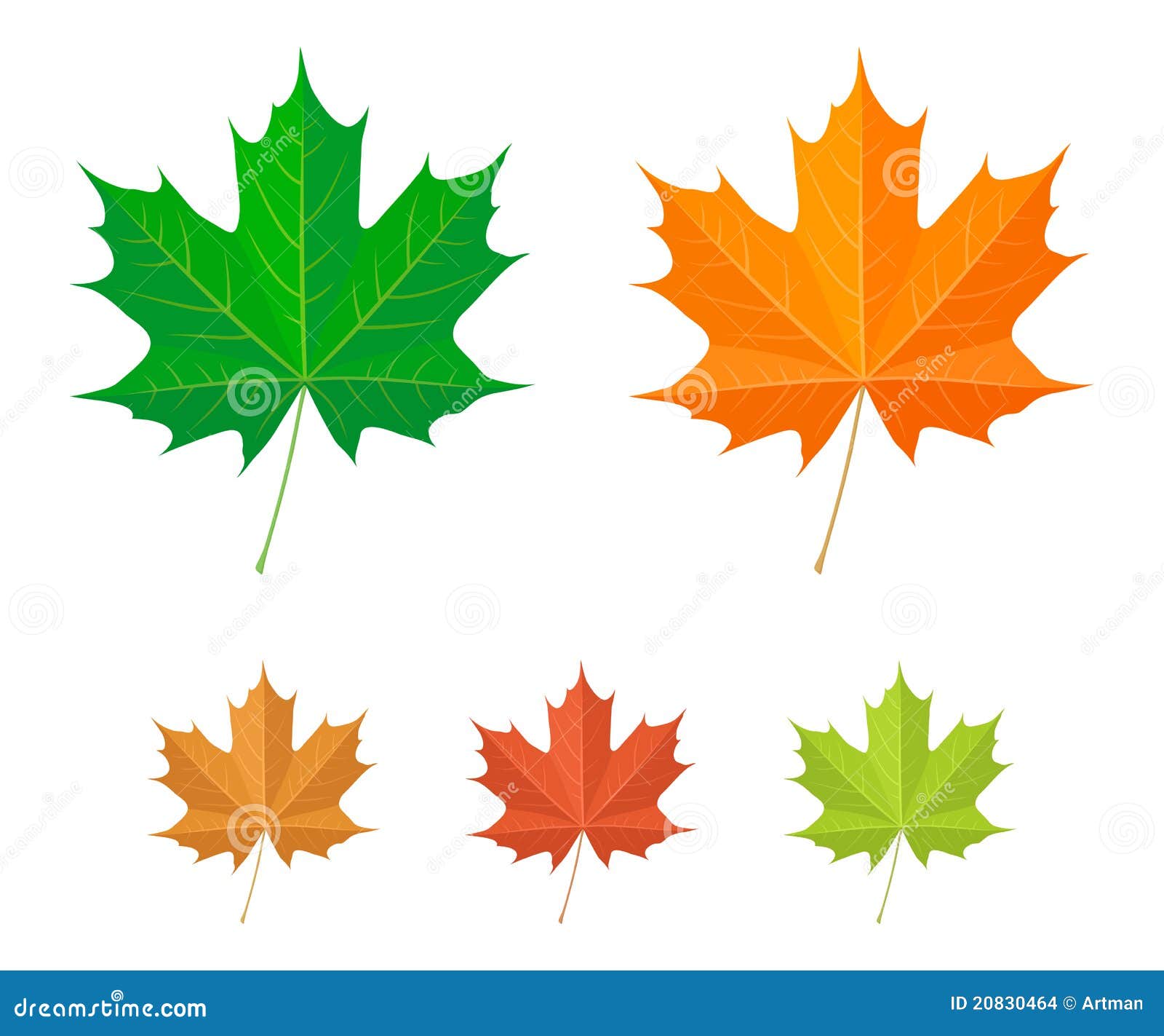 Maple leaf - vector icons stock vector. Illustration of shape - 20830464