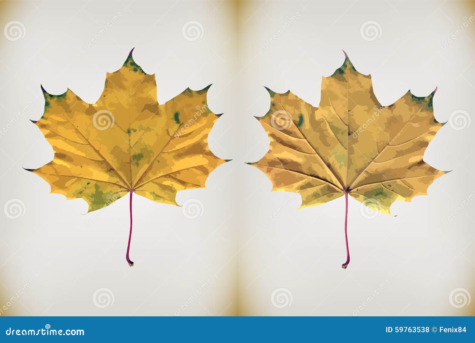 Maple Leaf. Vector Tracing High Accuracy Stock Vector - Illustration of ...