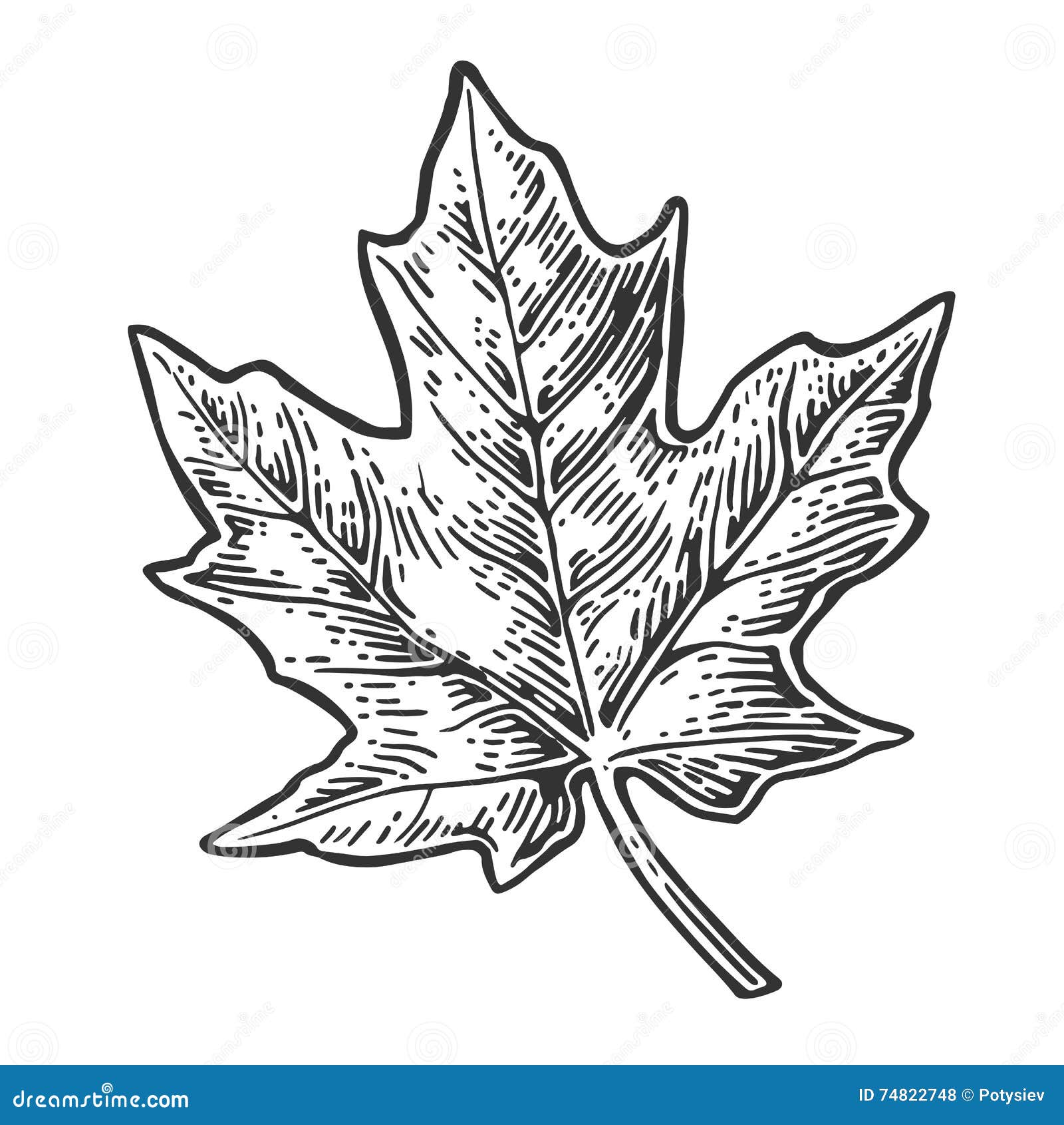 Maple Leaf. Vector Vintage Engraved Illustration Stock Vector ...