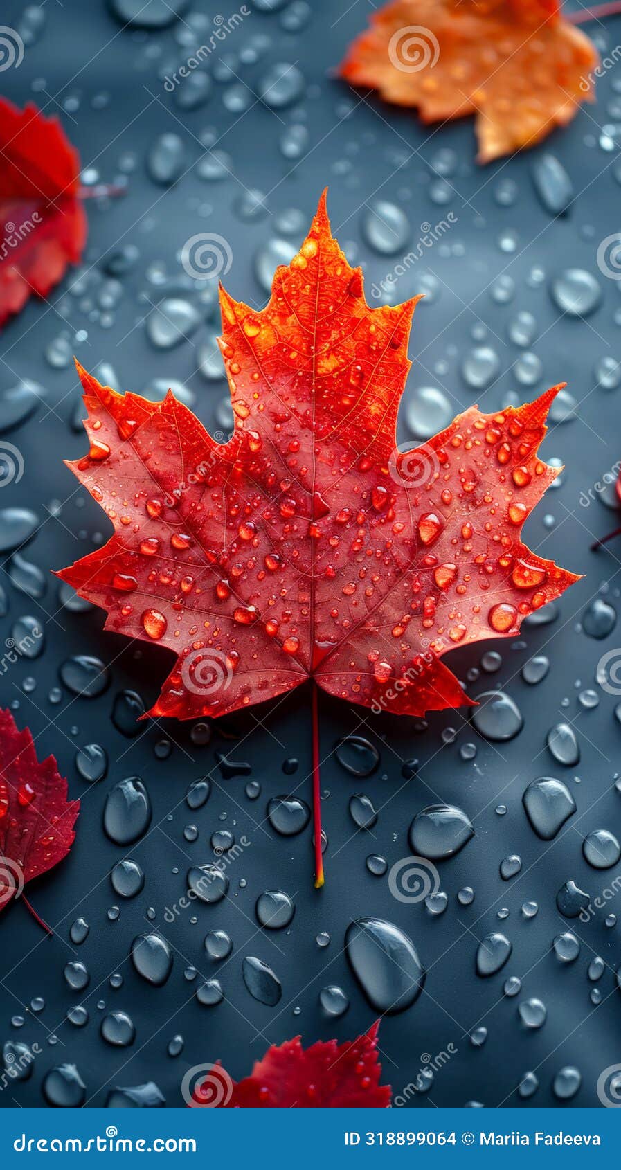 Maple Leaf with Water Droplets on a Dark Surface, Ideal for Autumn and ...
