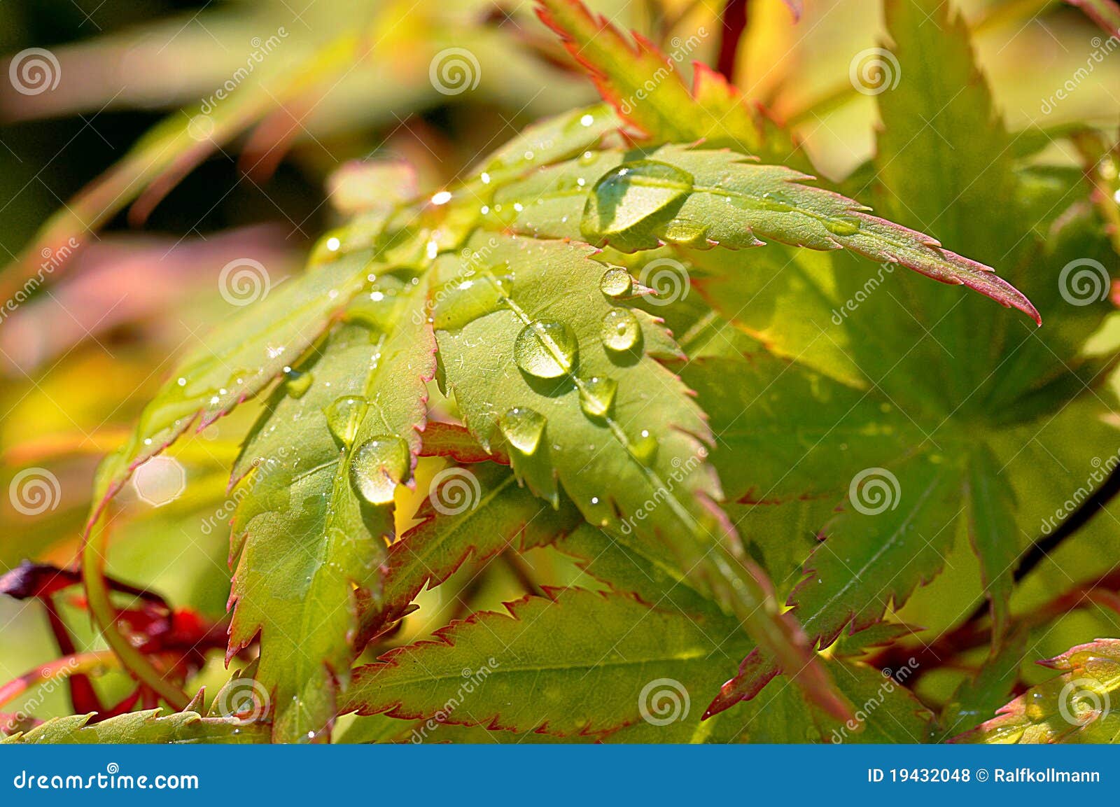 Maple leaf and water drops stock photo. Image of greenery - 19432048