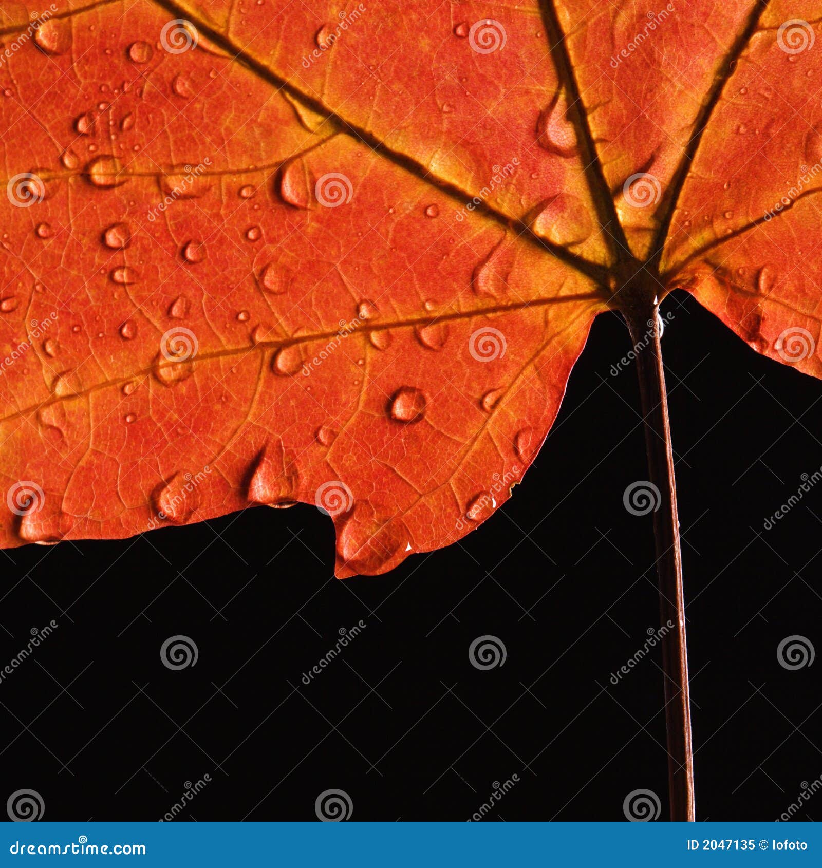 Maple Leaf with Water Drops Stock Image - Image of photograph, tree ...