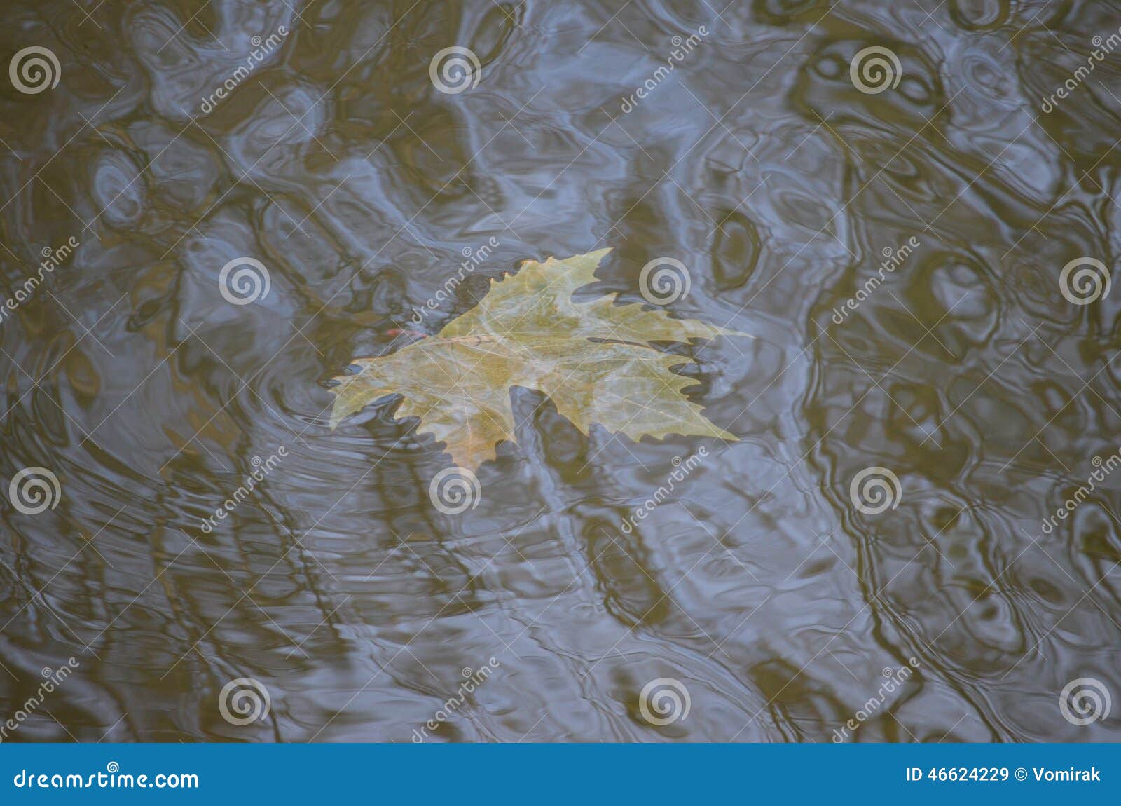 Maple leaf in water stock image. Image of autumnal, autumn - 46624229