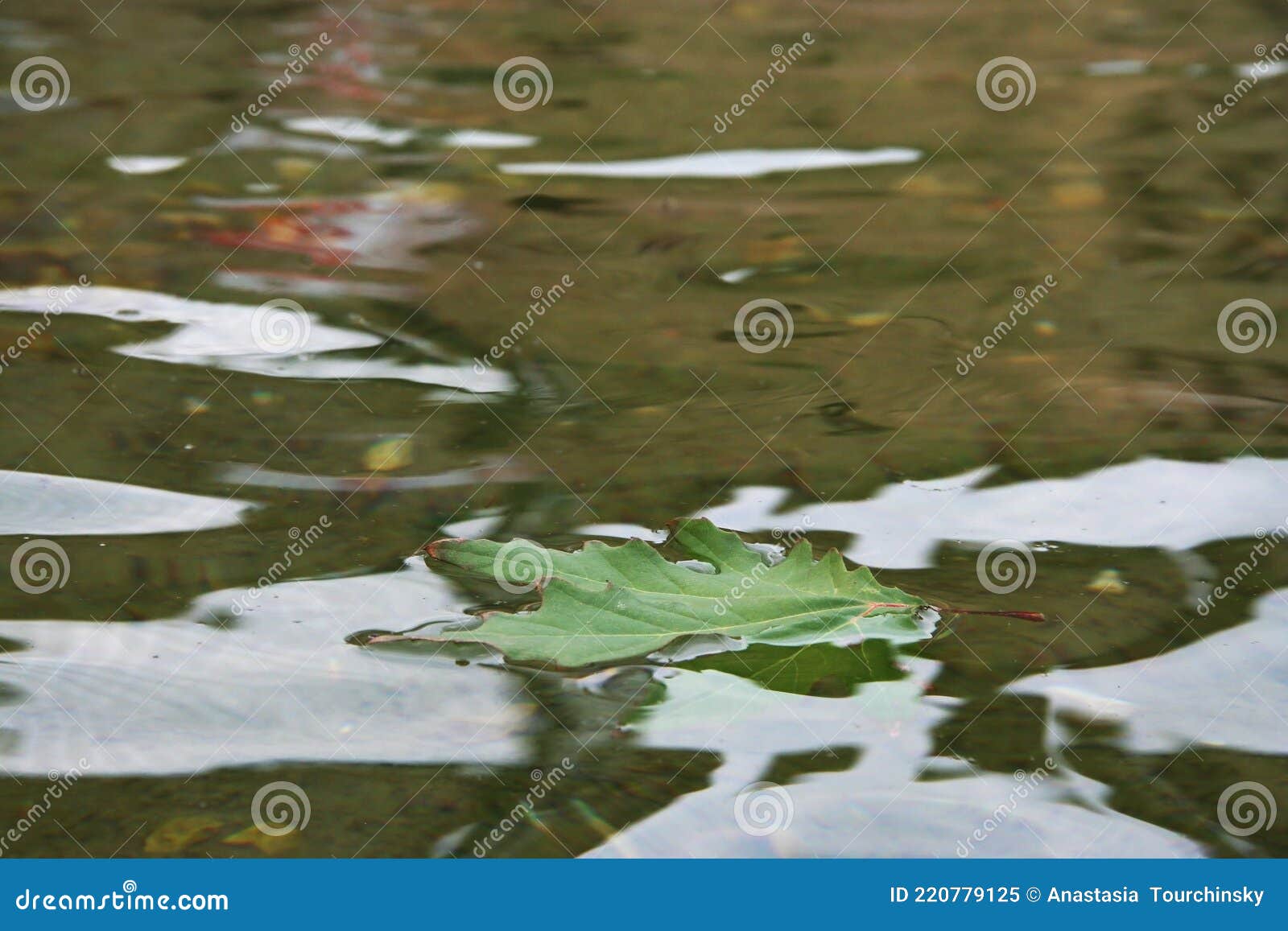 A Maple Leaf on the Water. Fresh Green Maple Leaf in the Water Stock ...