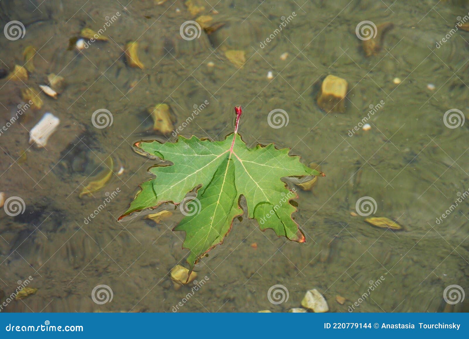 A Maple Leaf on the Water. Fresh Green Maple Leaf in the Water Stock ...