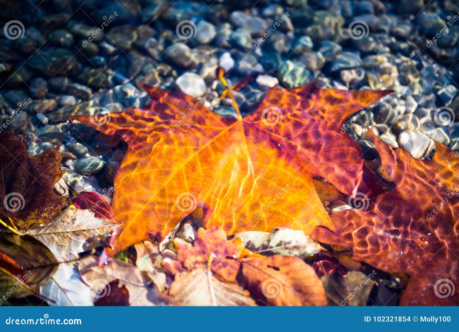Maple leaf in the water stock photo. Image of pond, scene - 102321854