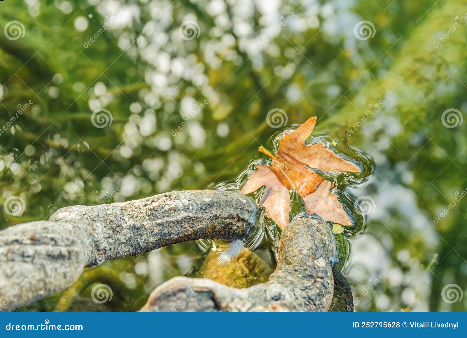 Maple leaf in the water stock photo. Image of yellow - 252795628