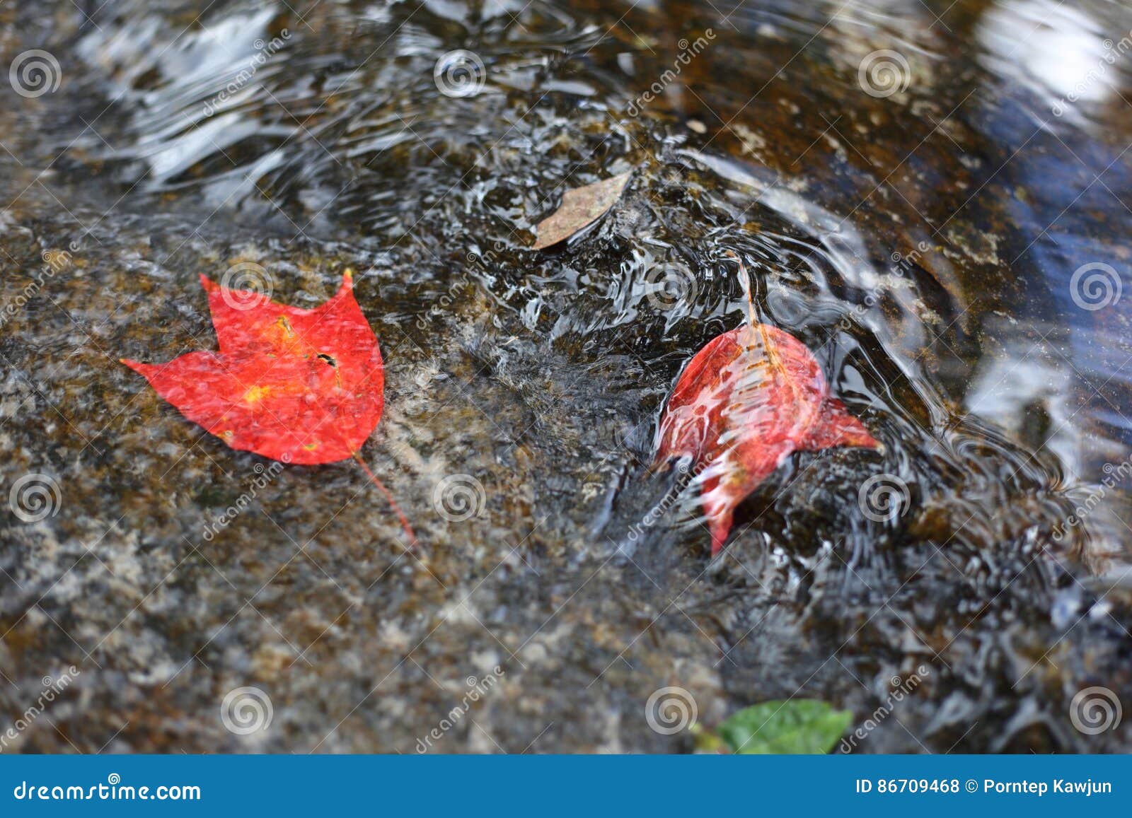 Maple leaf and water stock photo. Image of tree, outdoor - 86709468