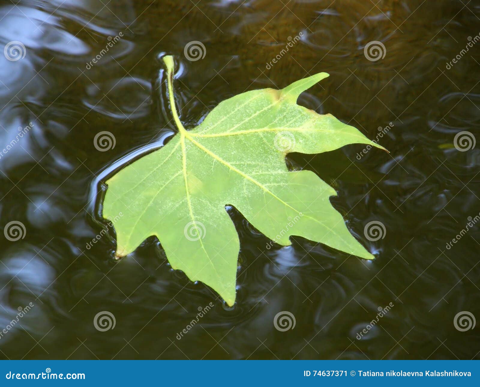 Maple leaf on the water. stock image. Image of wave, maple - 74637371