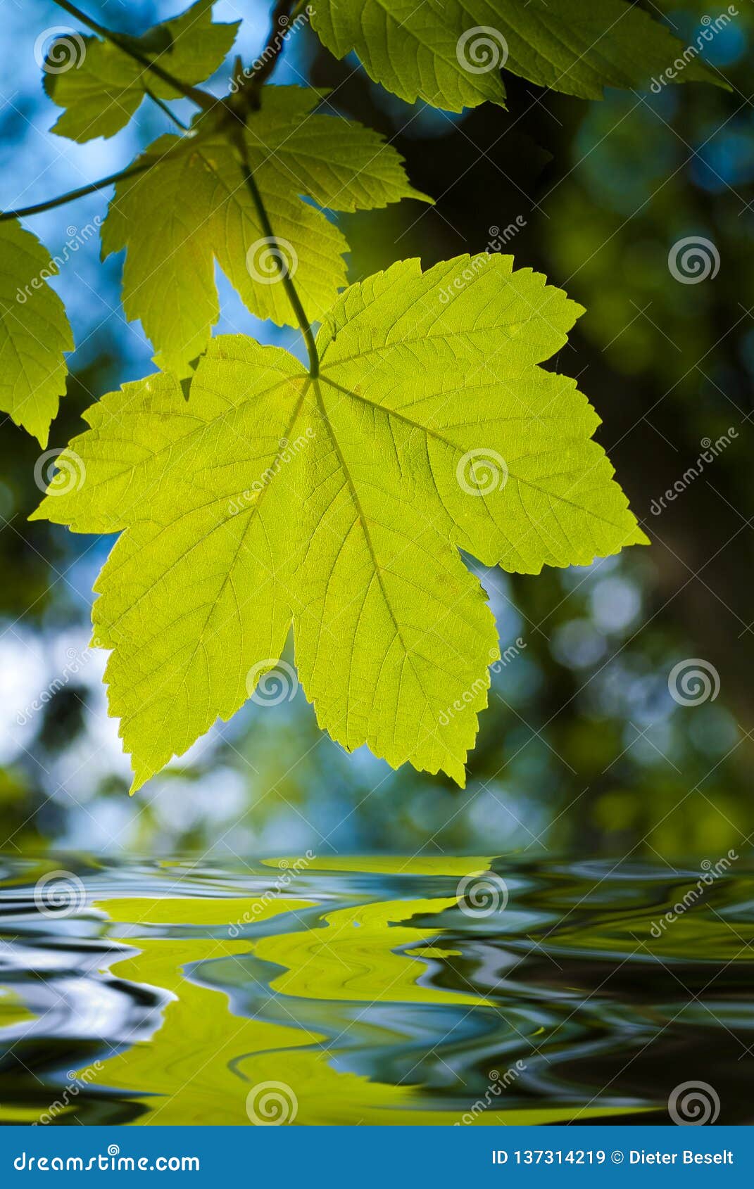 Maple Leaf with Water and Waves Stock Image - Image of reflection, yoga ...