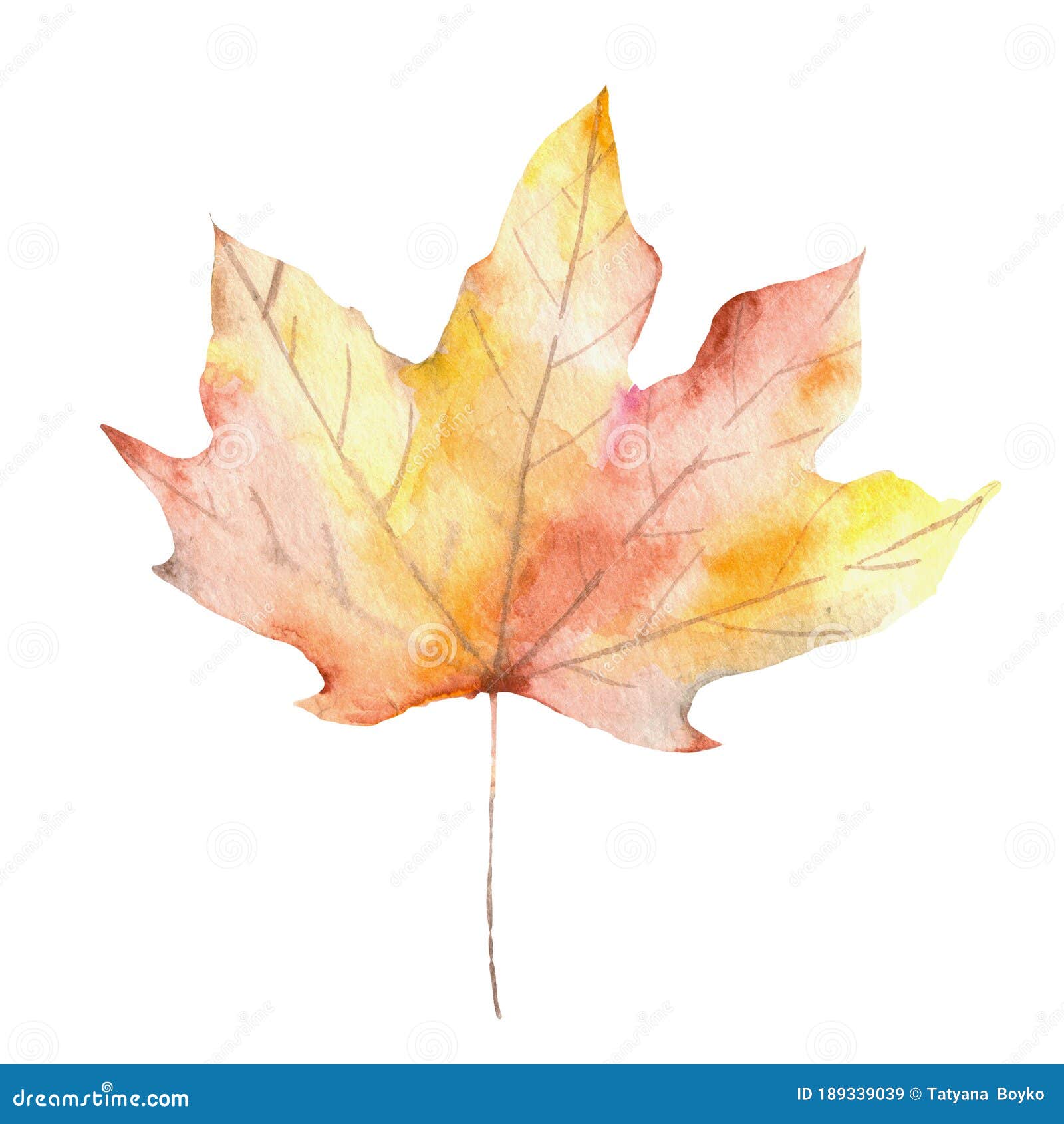 Maple leaf stock illustration. Illustration of bright - 189339039