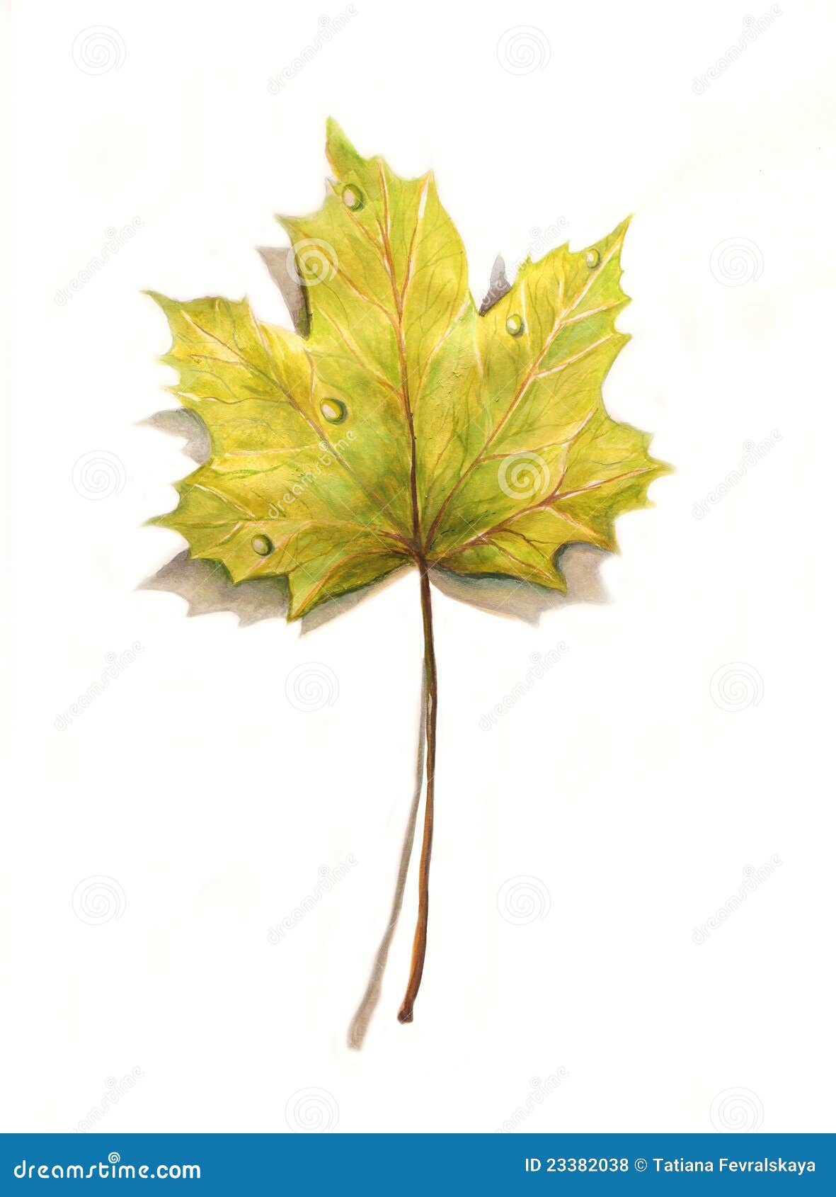 Maple Leaf. Watercolor Painting Stock Illustration - Illustration of ...