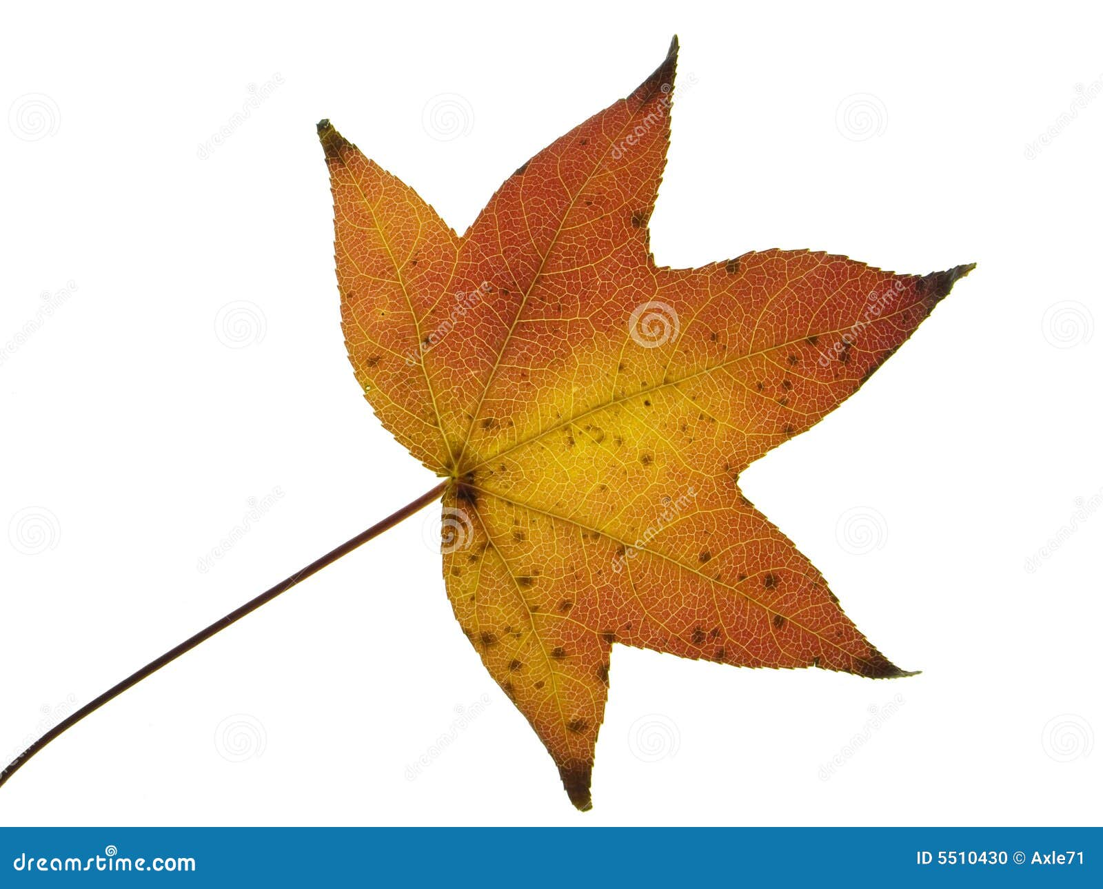 Maple Leaf on a White Background Stock Photo - Image of white, leaf ...