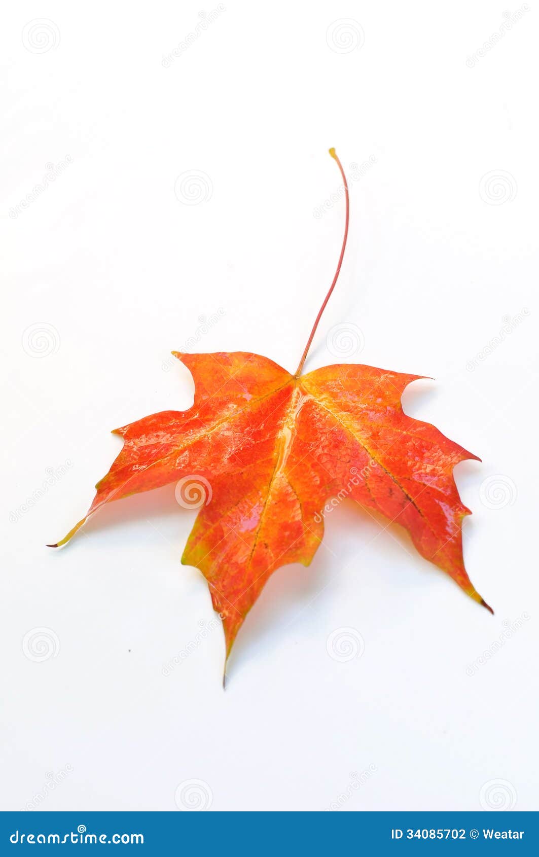 Maple leaf on white stock photo. Image of leaf, fall - 34085702