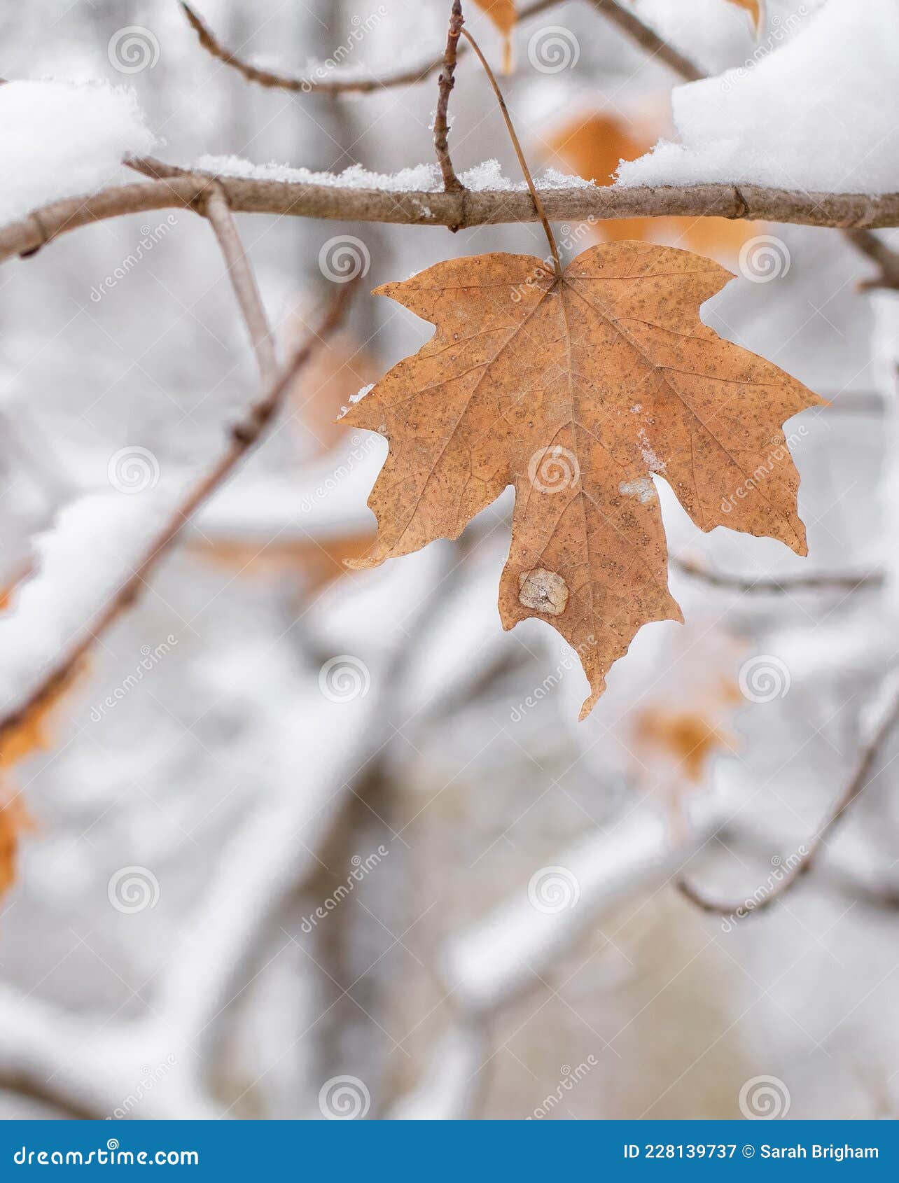 Maple Leaf in Winter stock image. Image of closeup, dead - 228139737