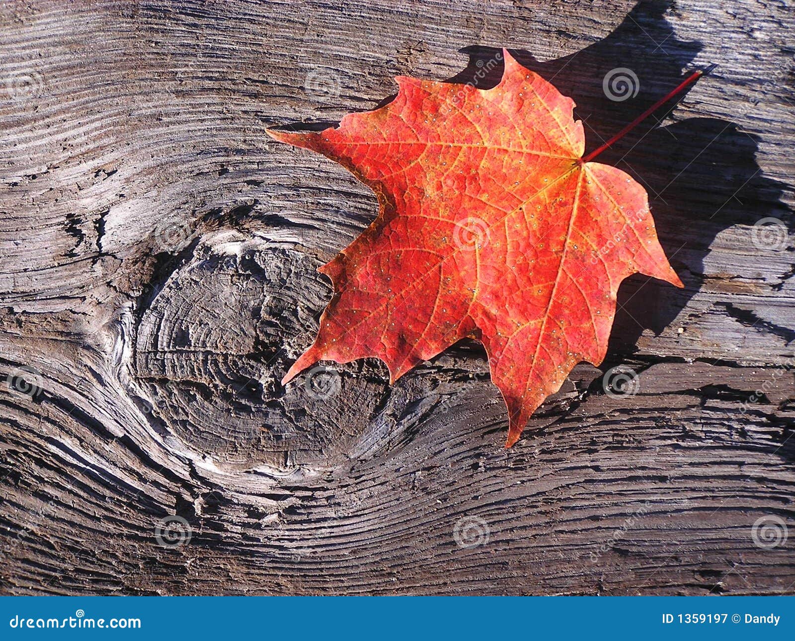 Maple leaf on wood stock image. Image of wood, texture - 1359197