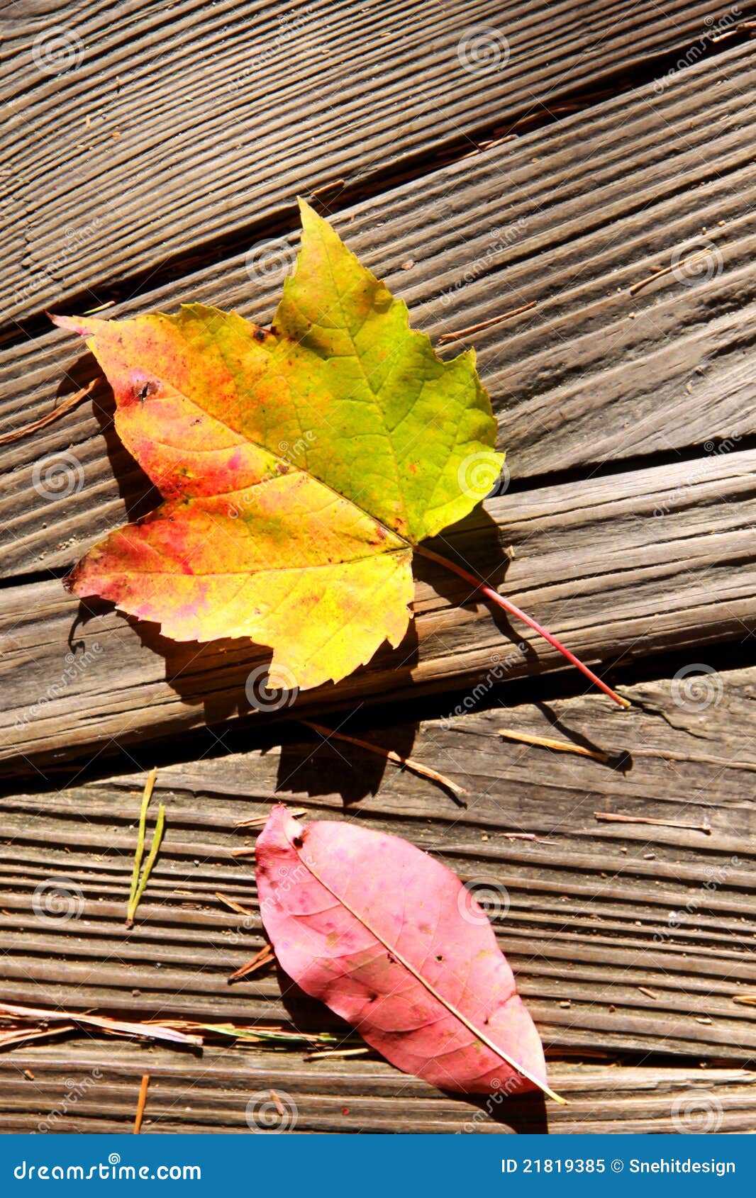 Maple leaf on wood stock image. Image of foliage, floor - 21819385