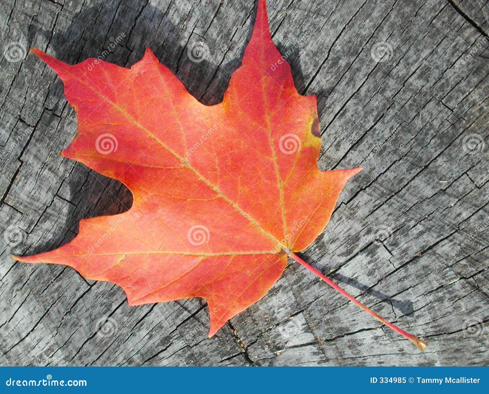 Maple leaf on wood stock image. Image of outside, serene - 334985