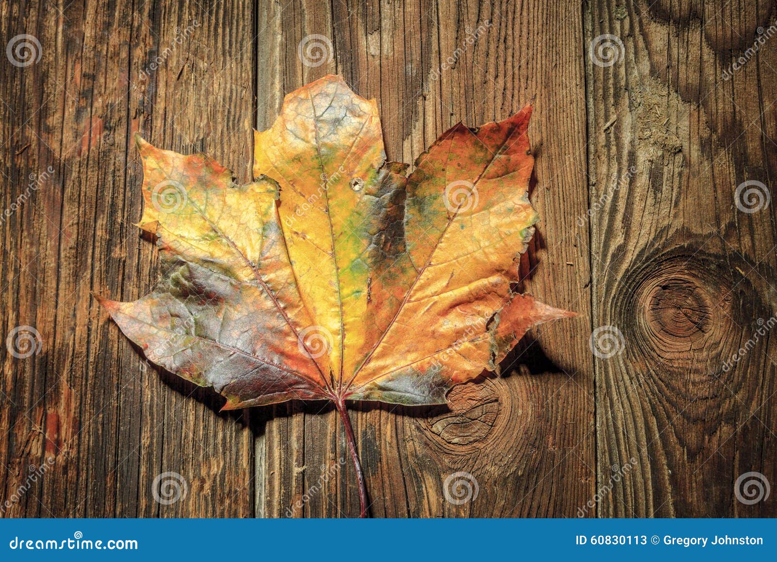 Maple leaf on wood boards. stock image. Image of maple - 60830113