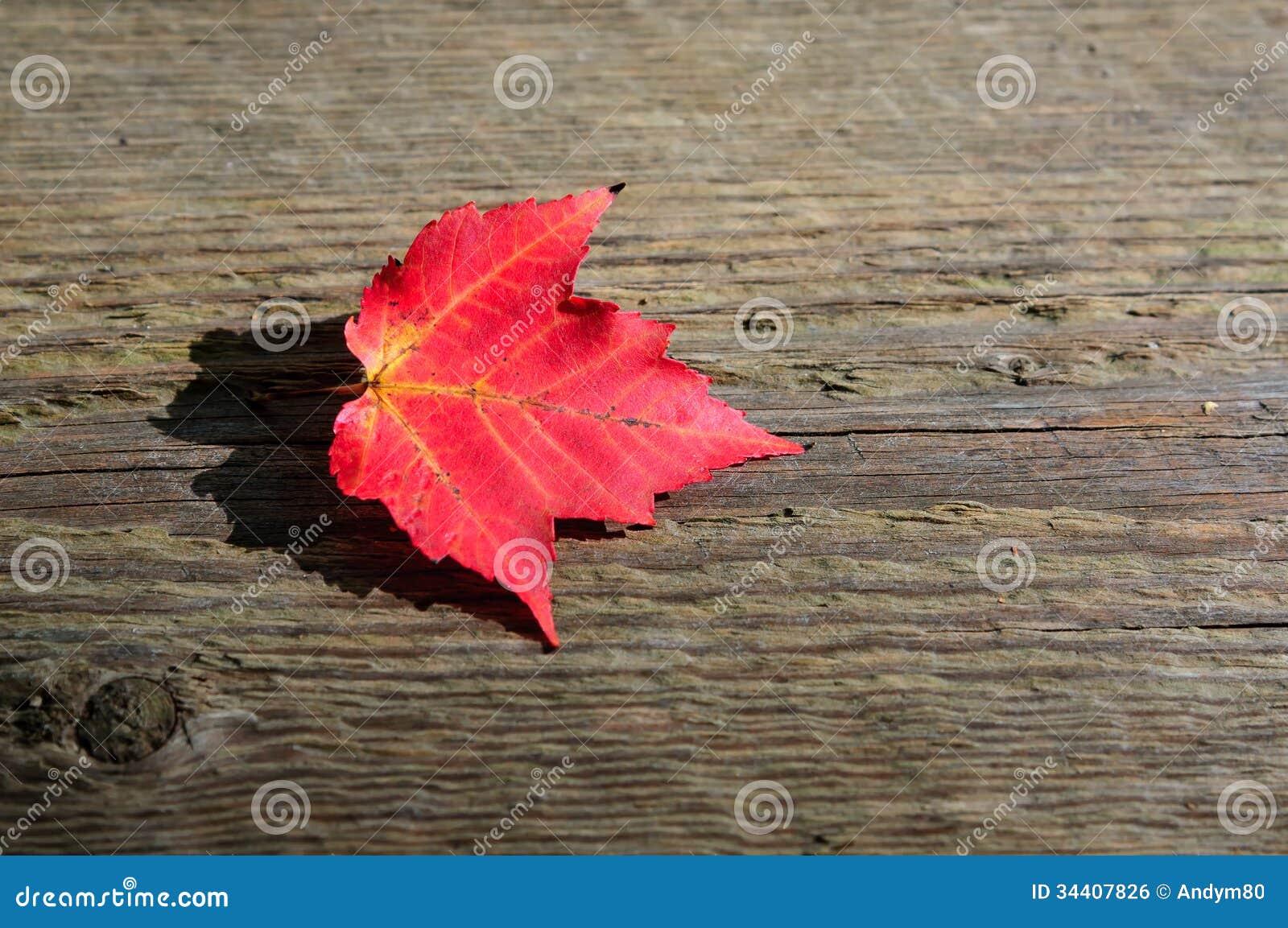 Maple Leaf on the Wooden Plank Stock Photo - Image of plank, leaf: 34407826