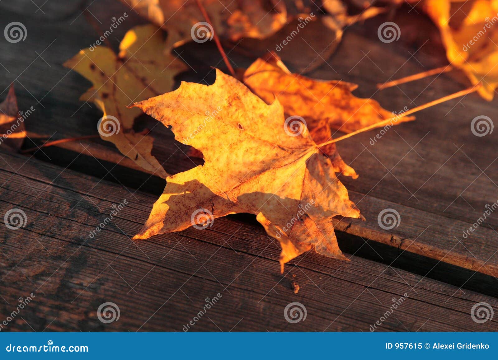 32,083 Maple Leaf Table Stock Photos - Free & Royalty-Free Stock Photos ...