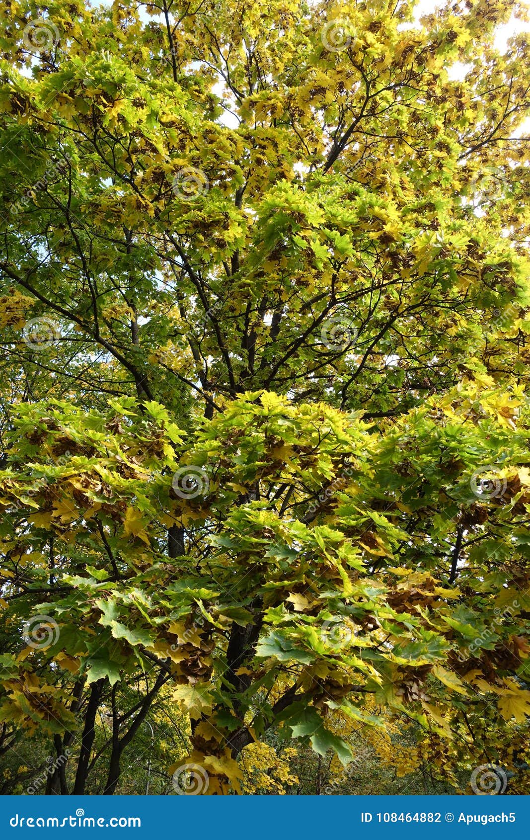 Maple Leafage and Samaras in Autumn Stock Photo - Image of nature ...