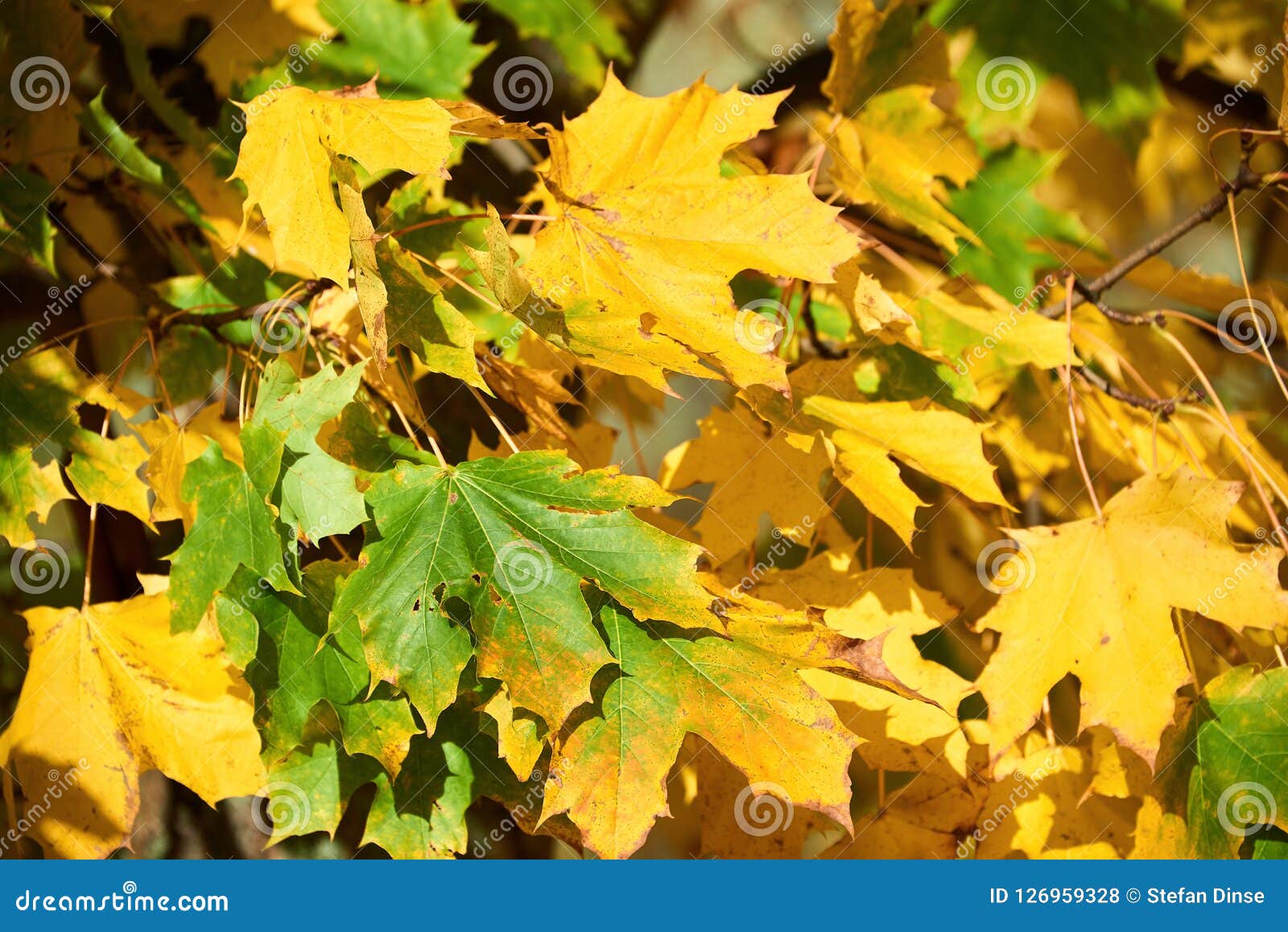 Maple leafs in autumn stock photo. Image of focus, nature - 126959328