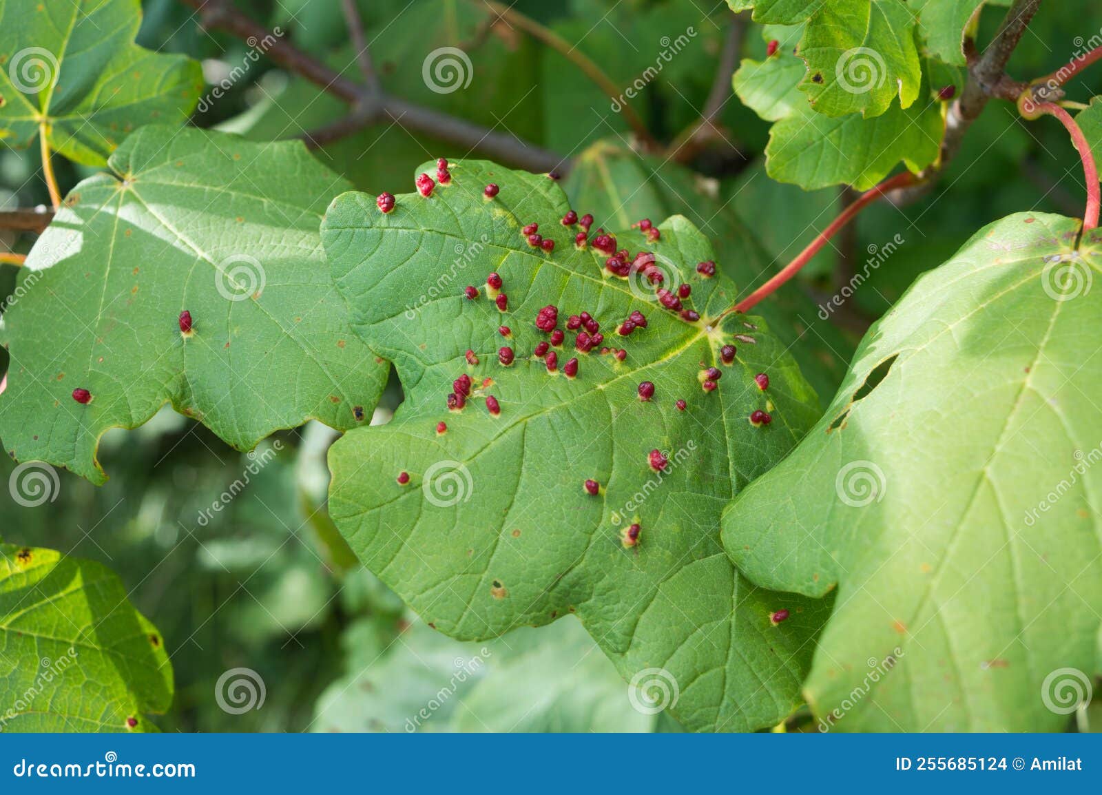 Maple leafs disease stock photo. Image of leaves, gall - 255685124
