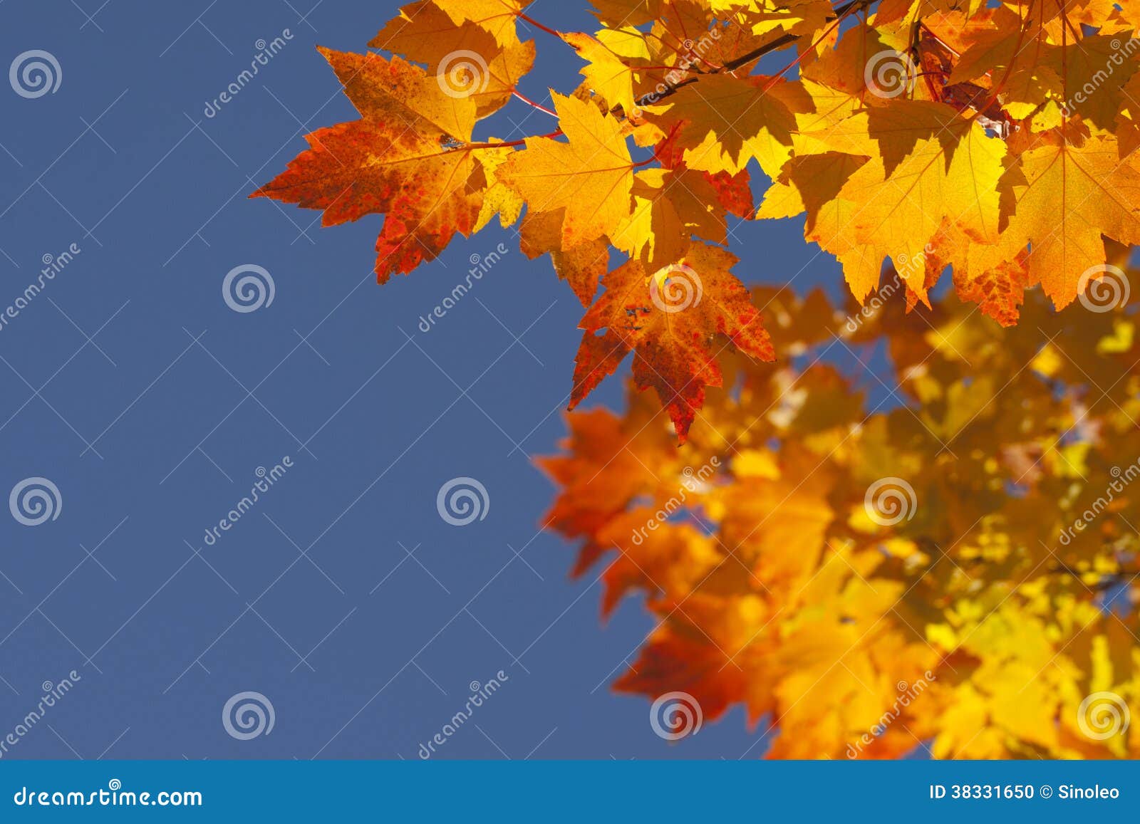 Maple leafs stock photo. Image of canada, leafs, blue - 38331650