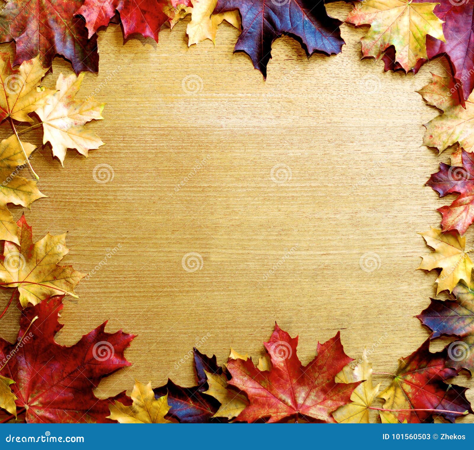 Maple Leafs Frame stock image. Image of colored, orange - 101560503