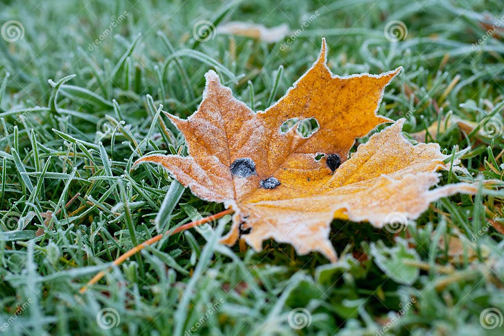 Maple leafs in frost stock photo. Image of frost, leafs - 85776830