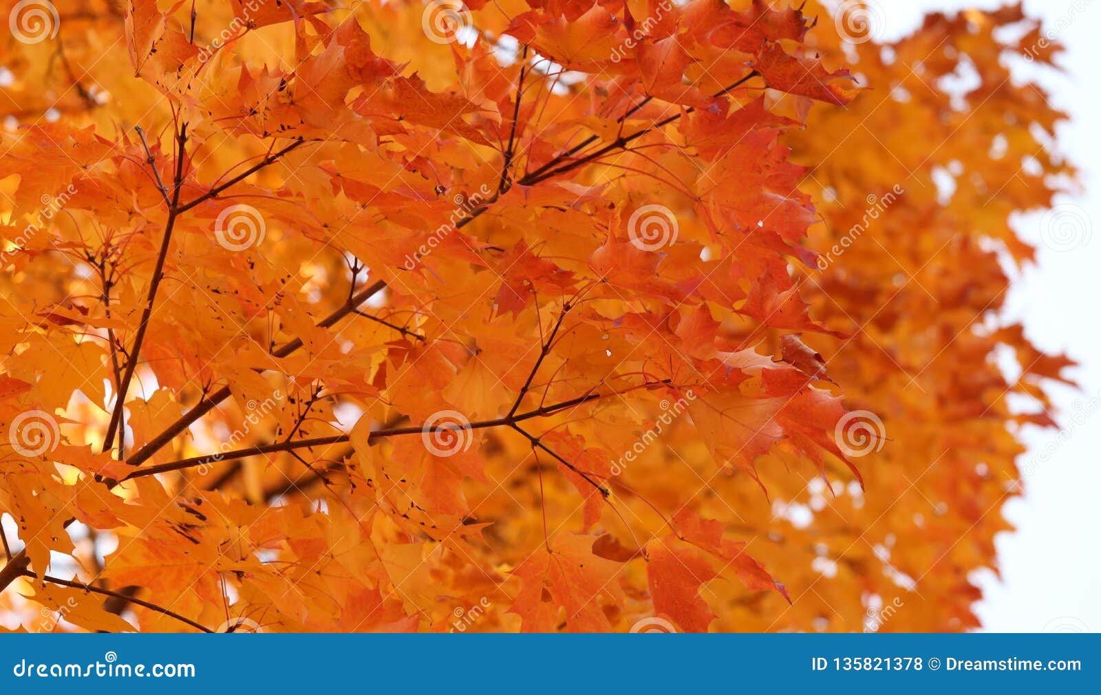 Maple Leafs in Quebec Canada Stock Photo - Image of colour, beautiful ...