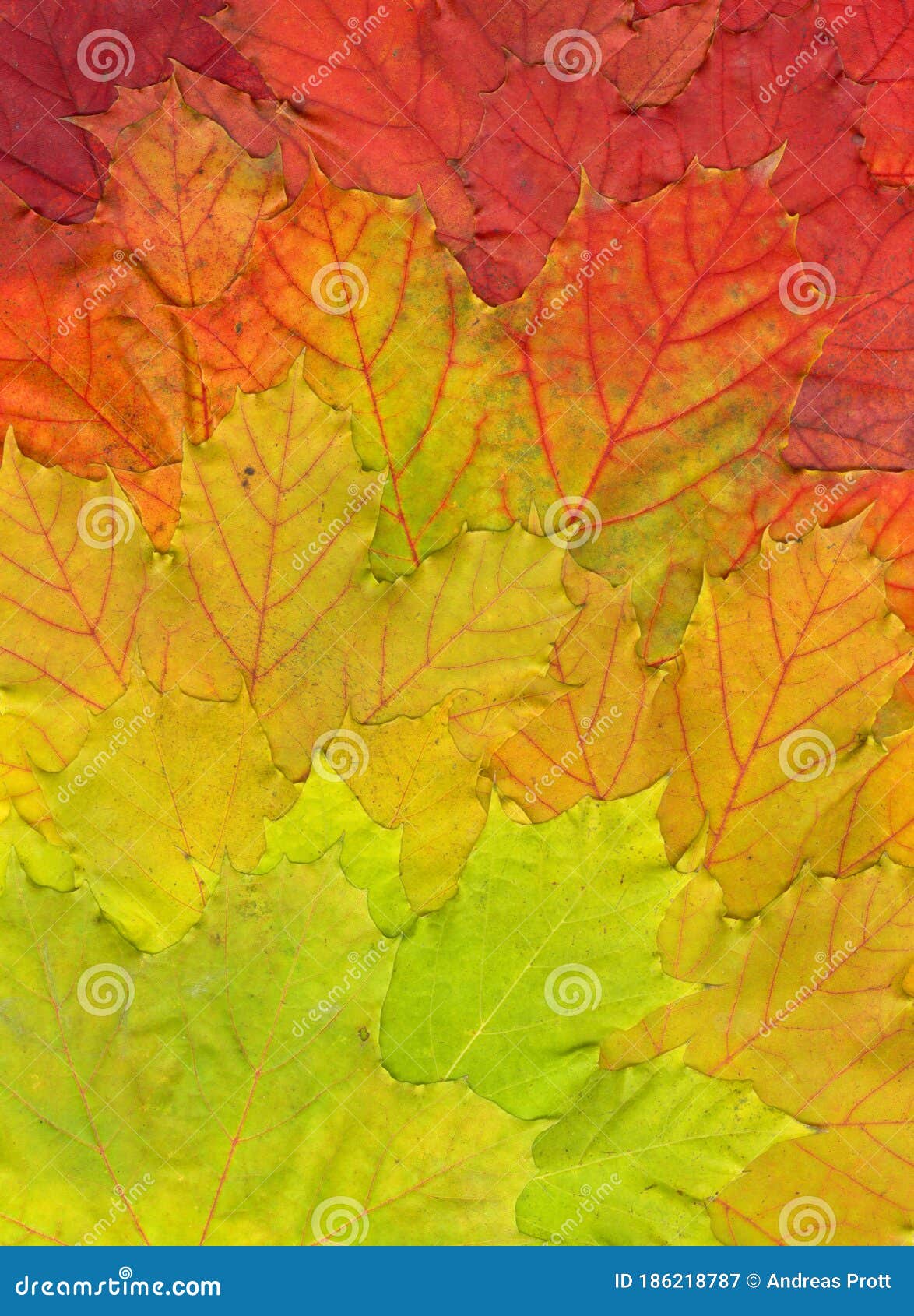 Maple Leafs in Rainbow Colors Stock Image - Image of fall, horizontally ...