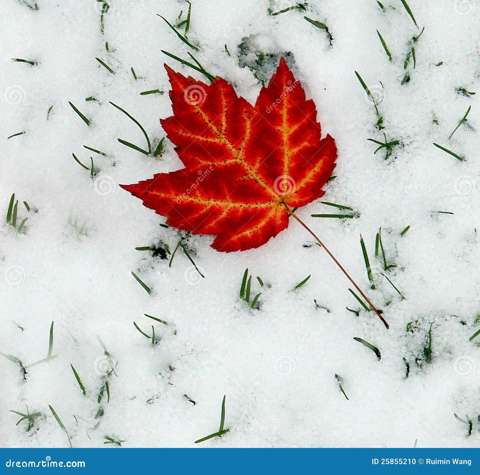 Maple Leave stock photo. Image of winter, fall, season - 25855210