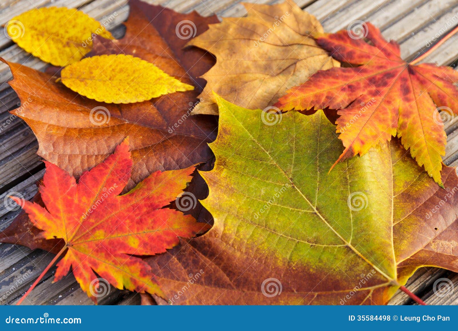 Maple leave stock photo. Image of nature, colorful, leave - 35584498
