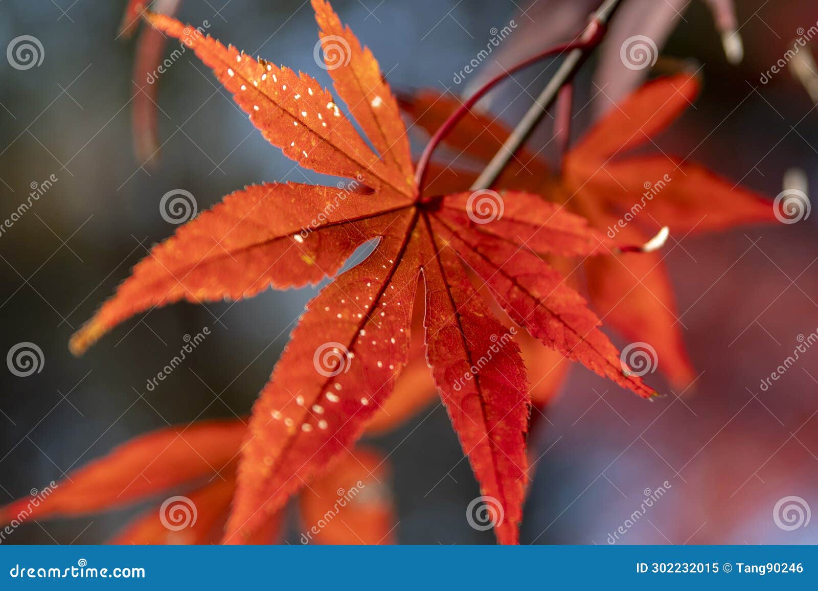Maple Leave during Autumn Season. Natural Landscape Background Stock ...