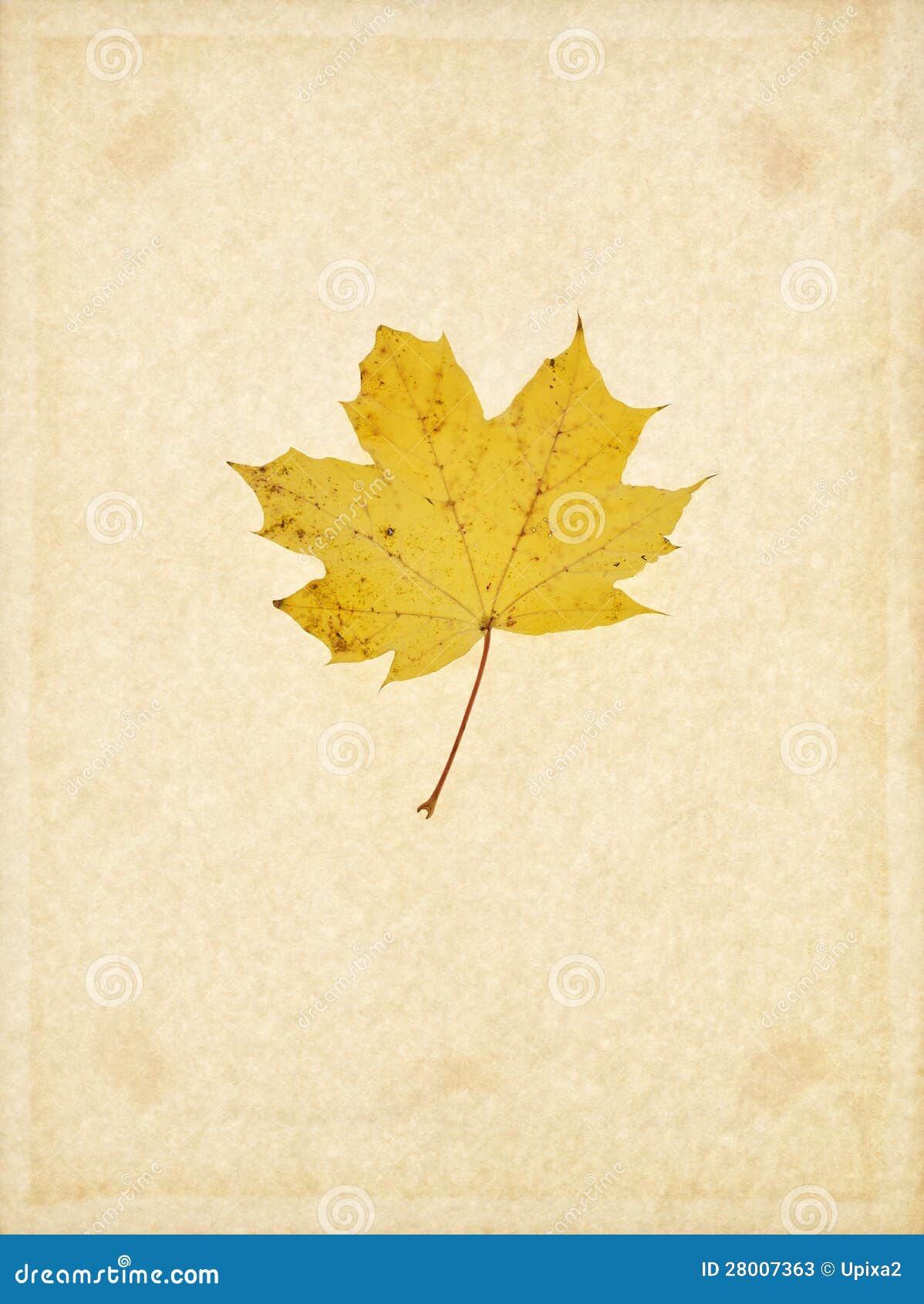 Maple Leave Background Autumn Leaf Paper Stock Image - Image of fall ...