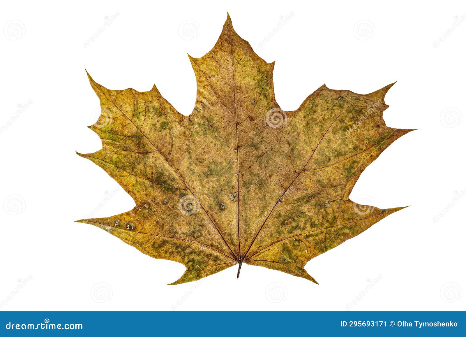 Maple Leave Close Up Isolated on White Stock Image - Image of plant ...