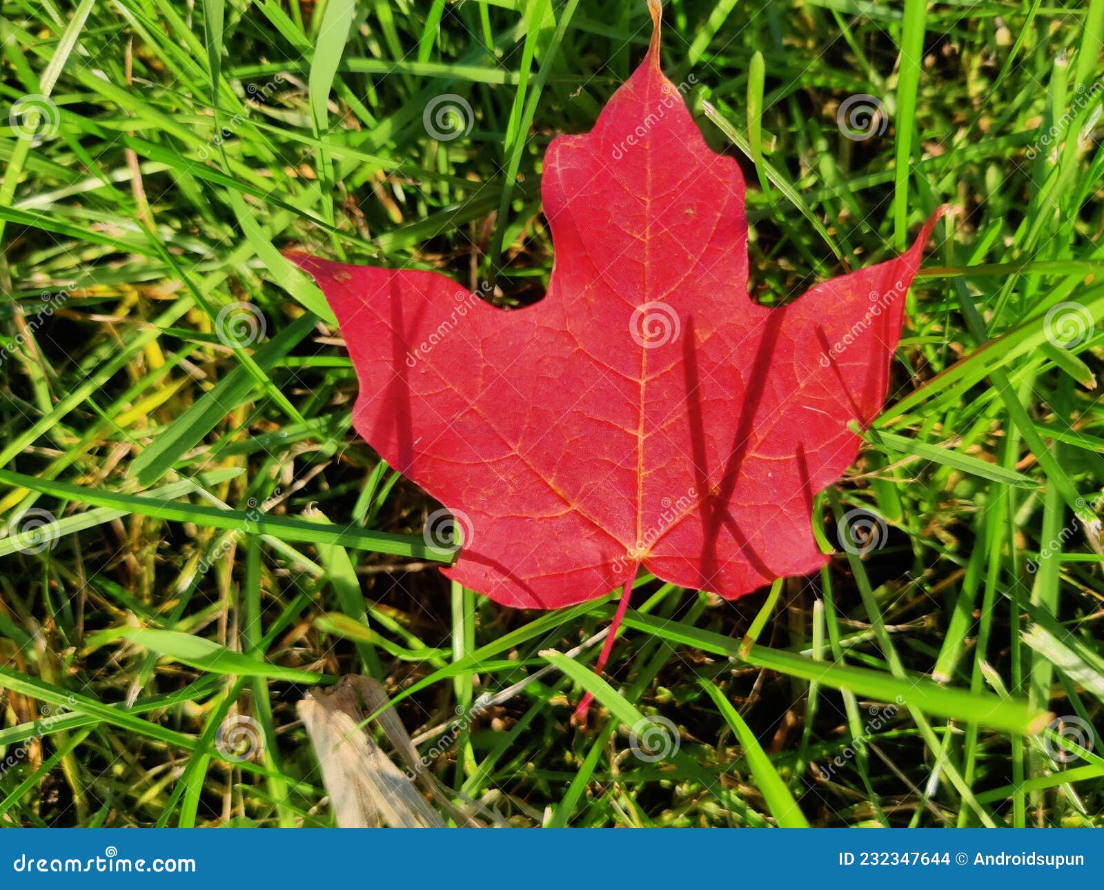 Maple leave on grass stock photo. Image of shrub, garden - 232347644