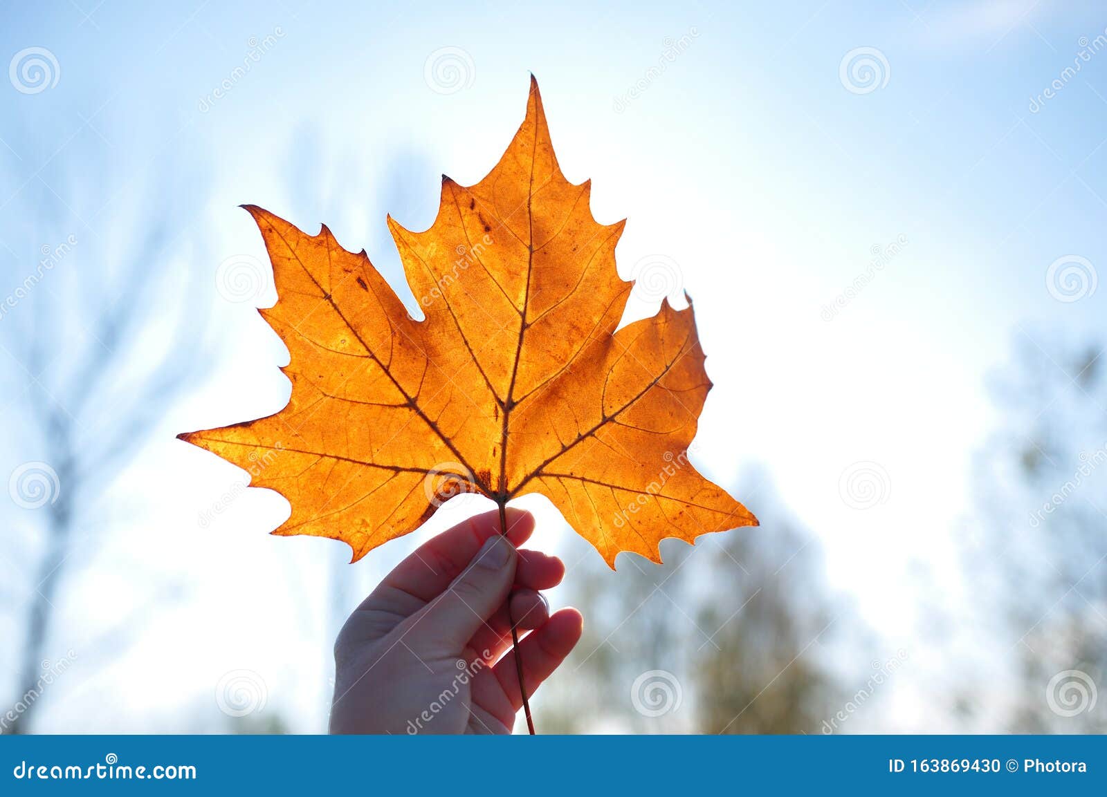 Maple Leave in Hand on Blue Sky Background Stock Photo - Image of roofs ...