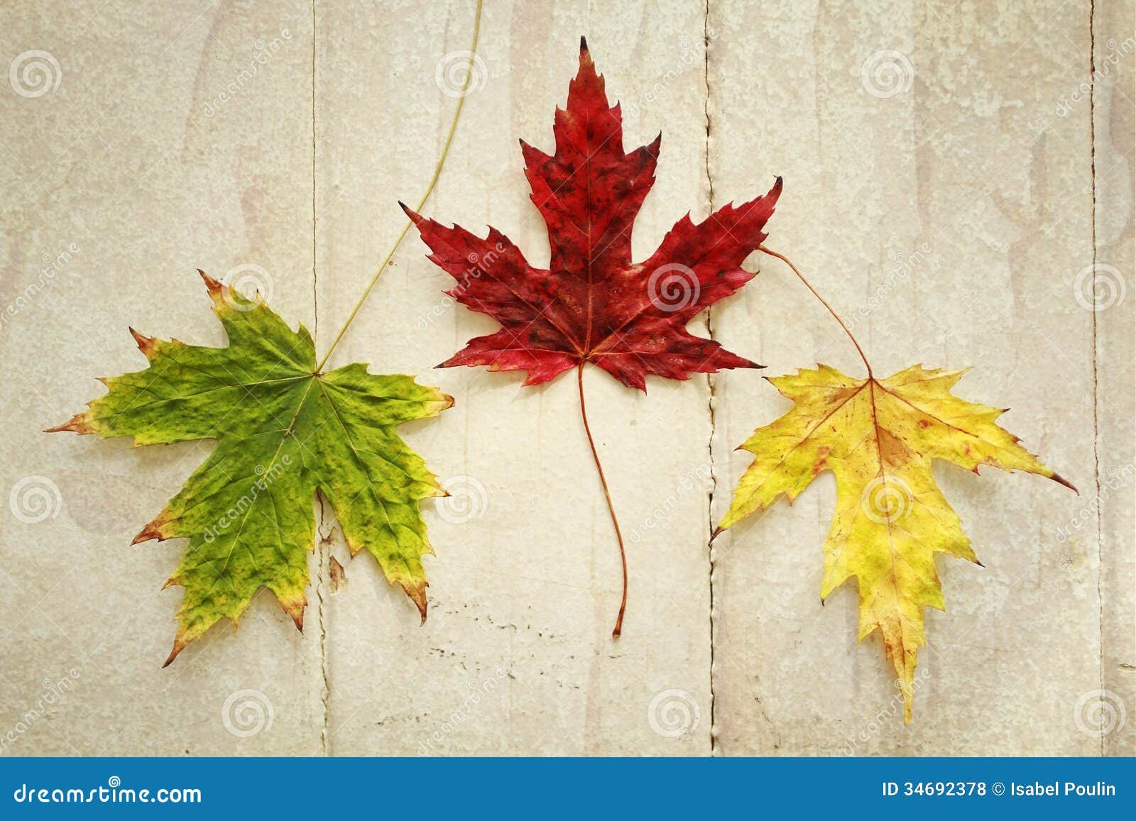 Maple leave stock photo. Image of nature, america, tree - 34692378