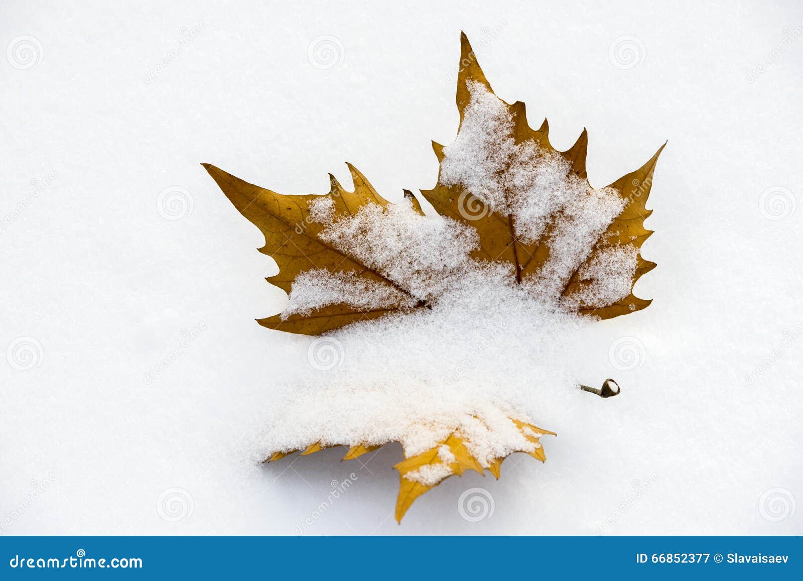 A Maple Leave Under the Snow. Stock Image - Image of maple, leave: 66852377